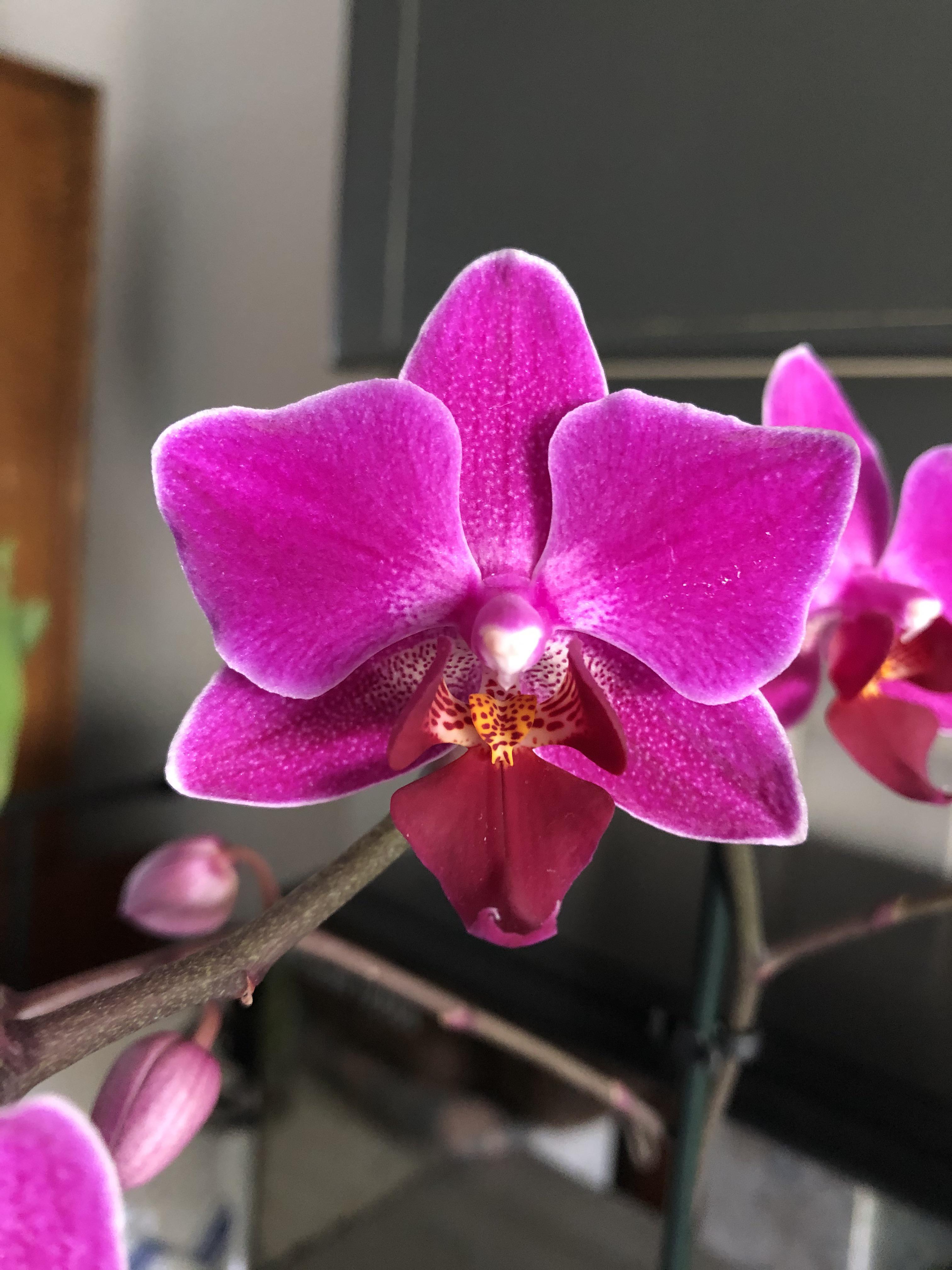 My sweet darling orchid 💜 | Scrolller