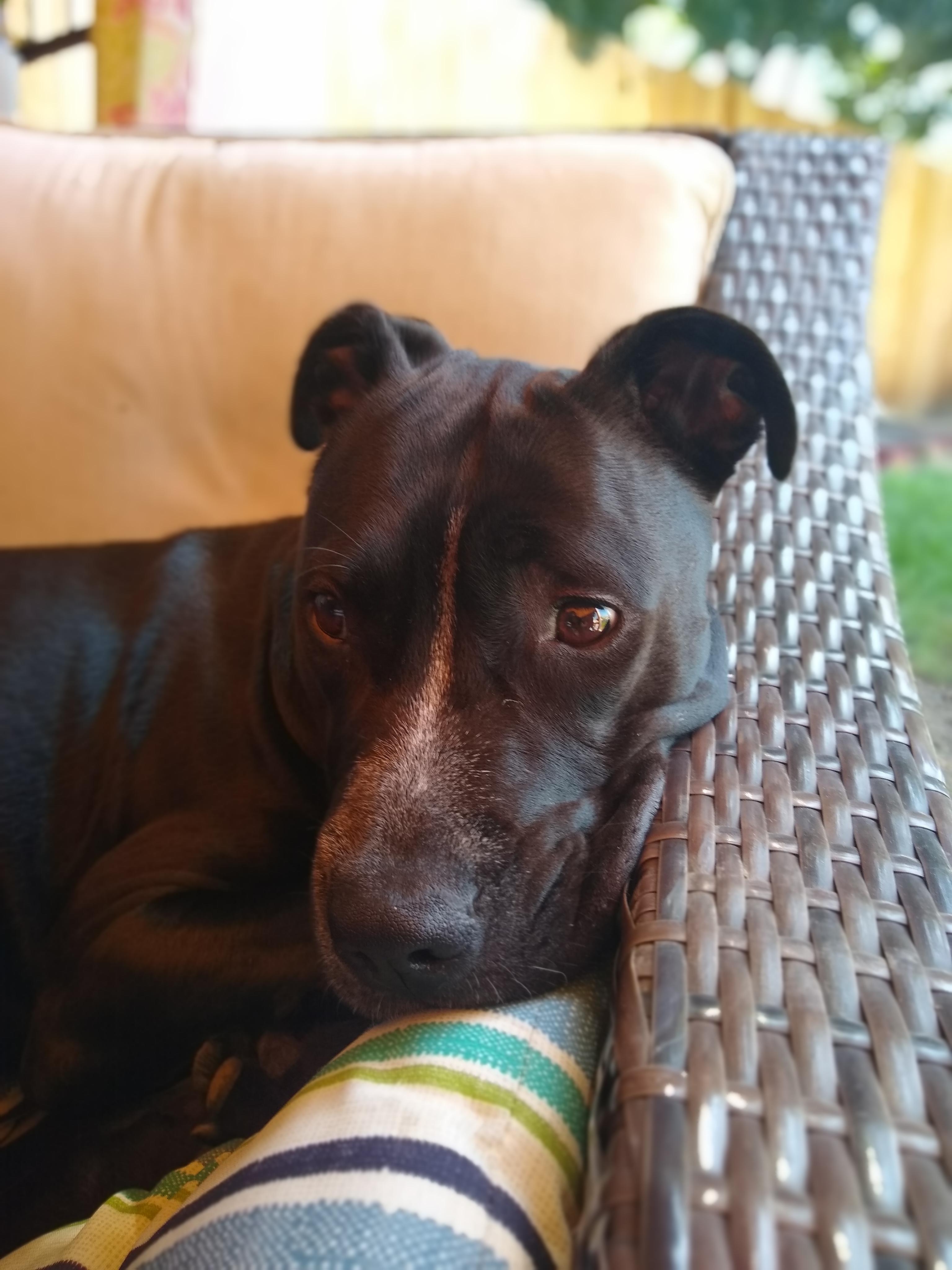 My sweet girl is Pitbull Greatdane-Blueheeler mix | Scrolller