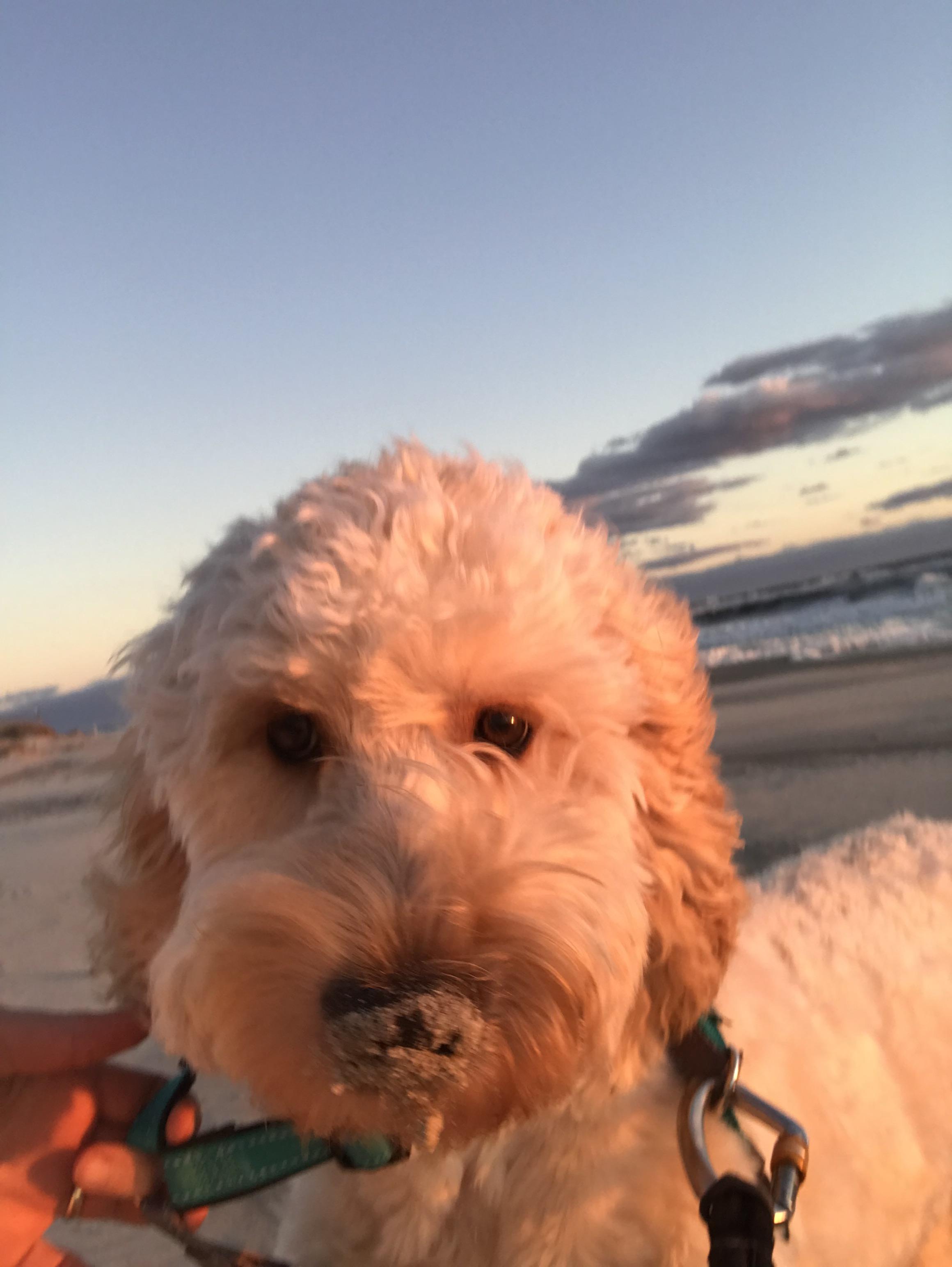 My sweet goldendoodle at the beach... sandy nose ! | Scrolller