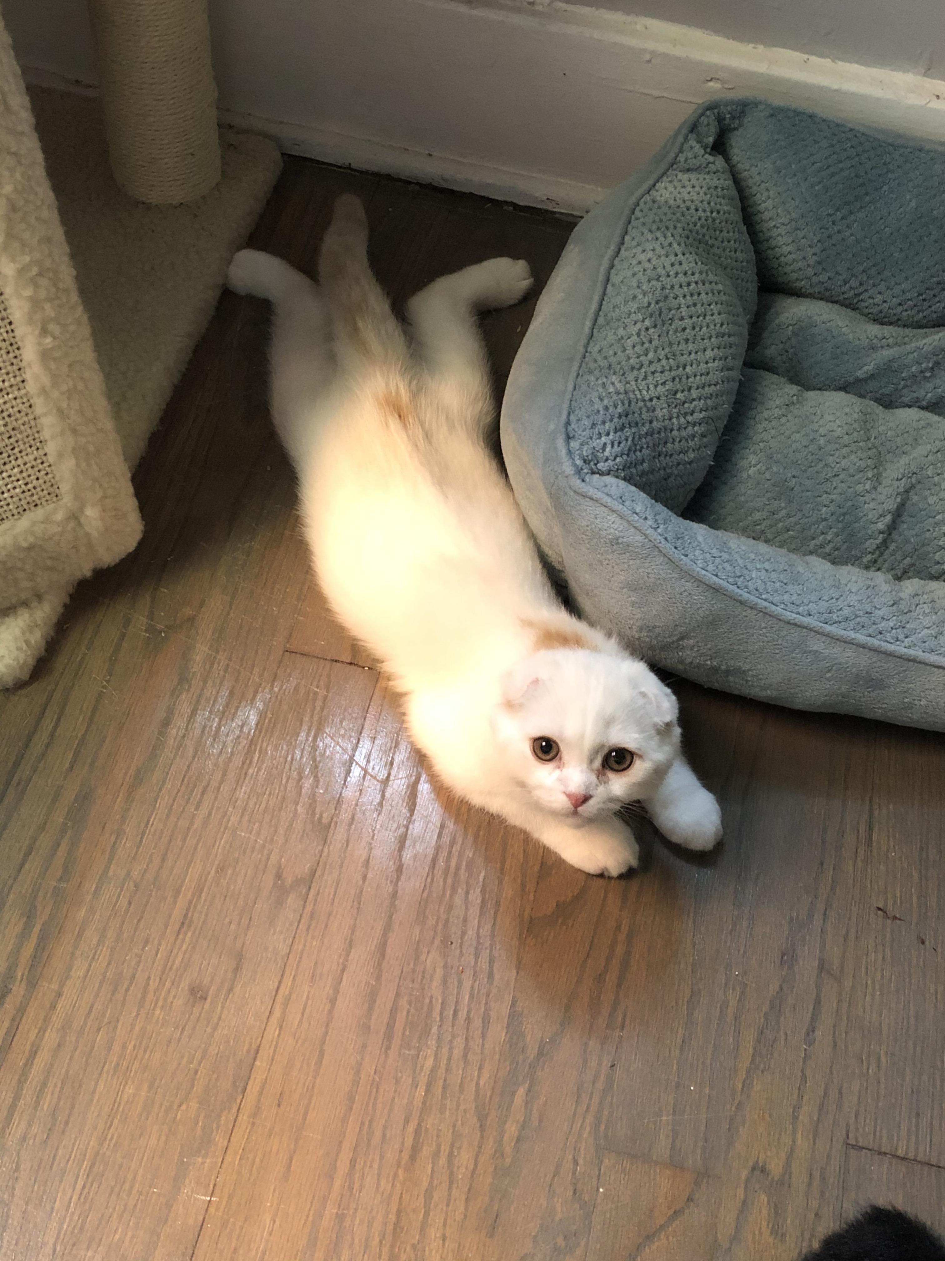 my sweet new little guy, winnie! | Scrolller