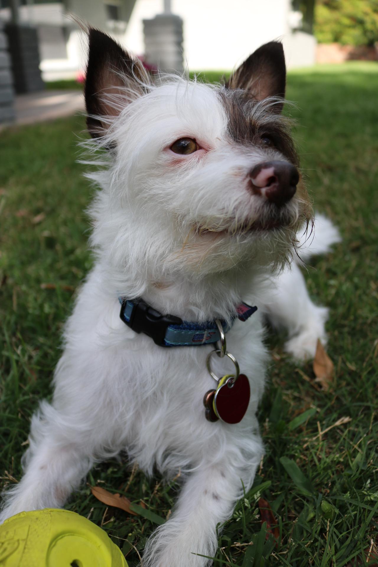 My terrier mix, Harvey | Scrolller