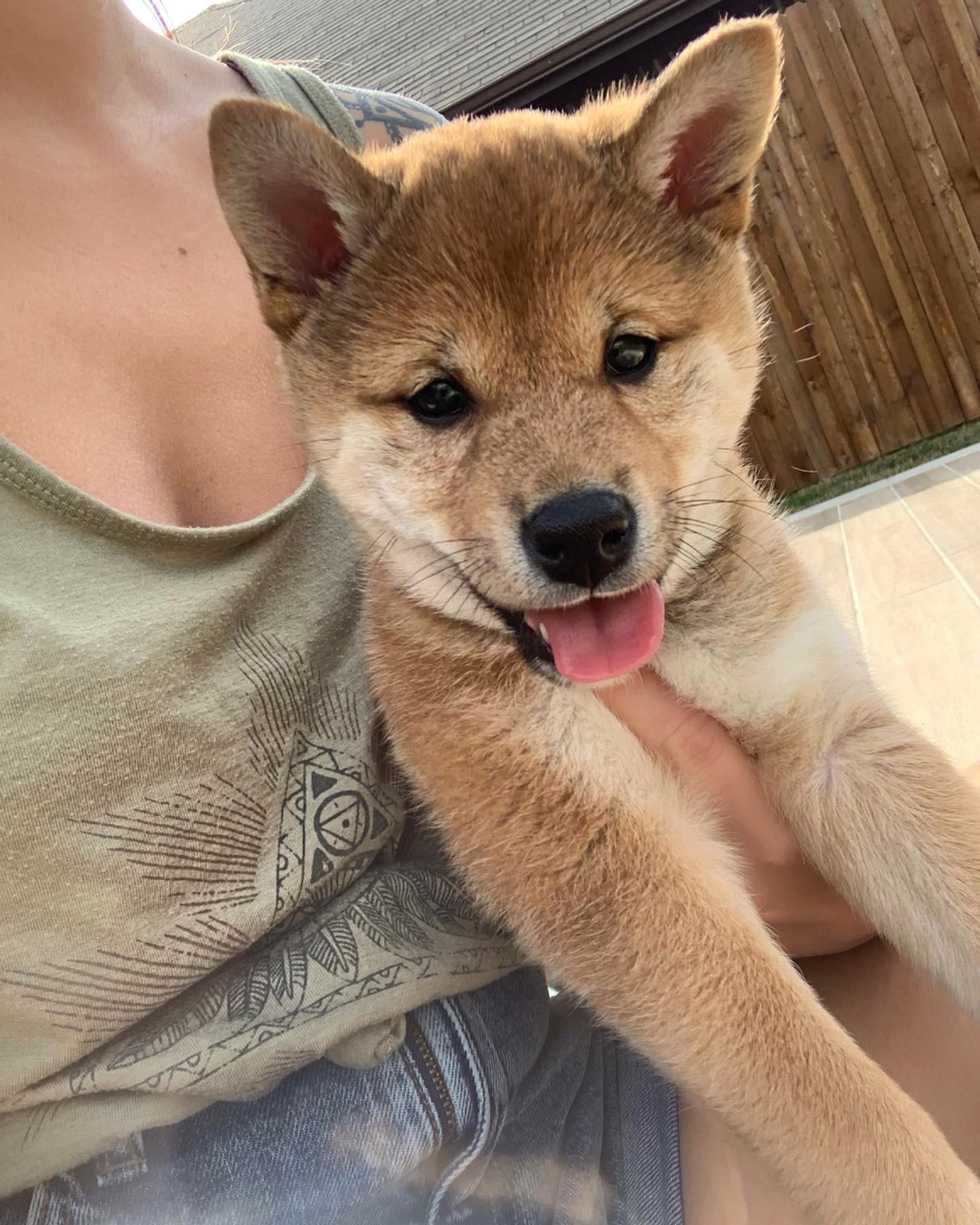 My third shibe. Meet Taro 🌿 | Scrolller