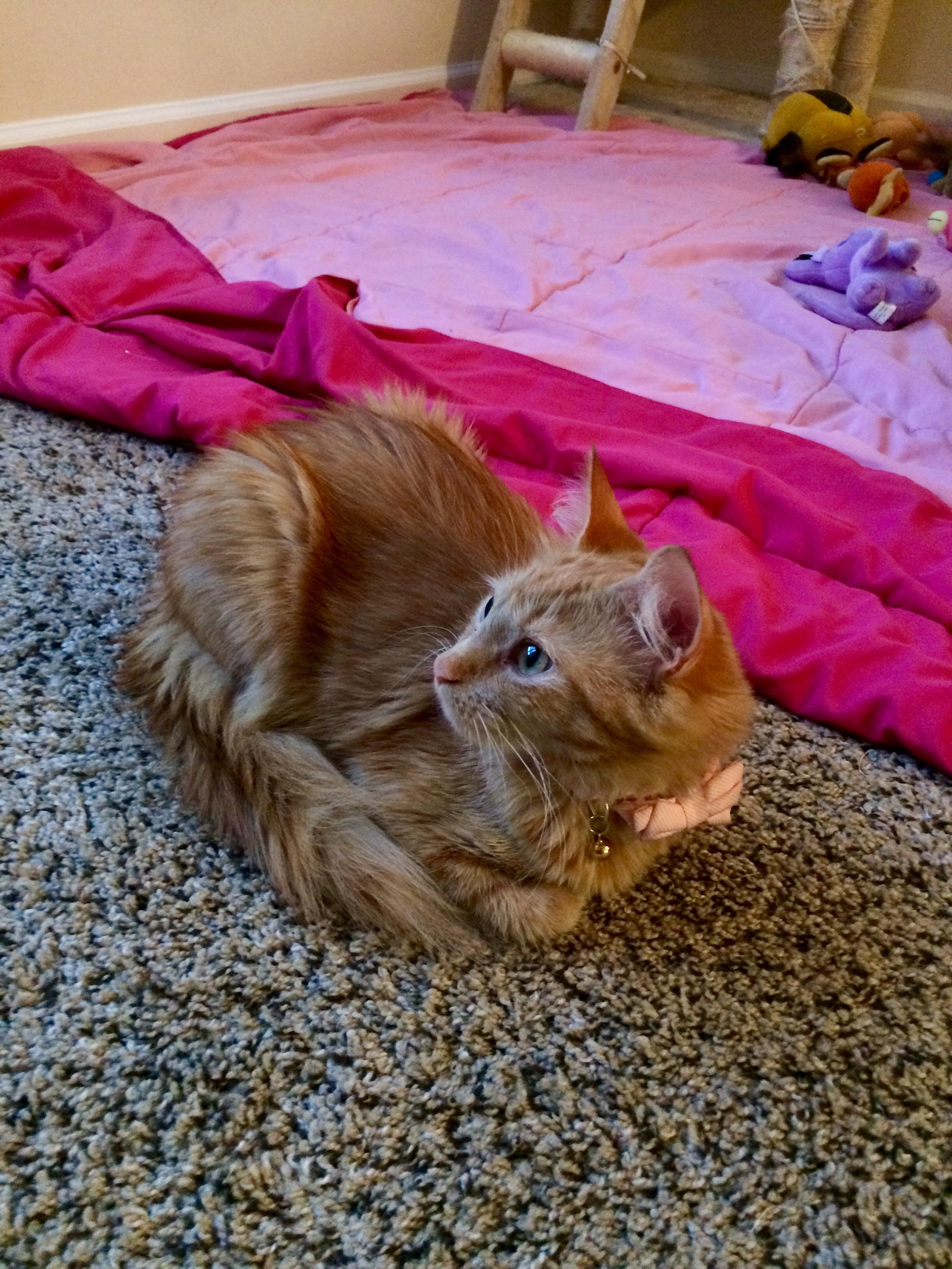 My tiny Main Coon loaf | Scrolller