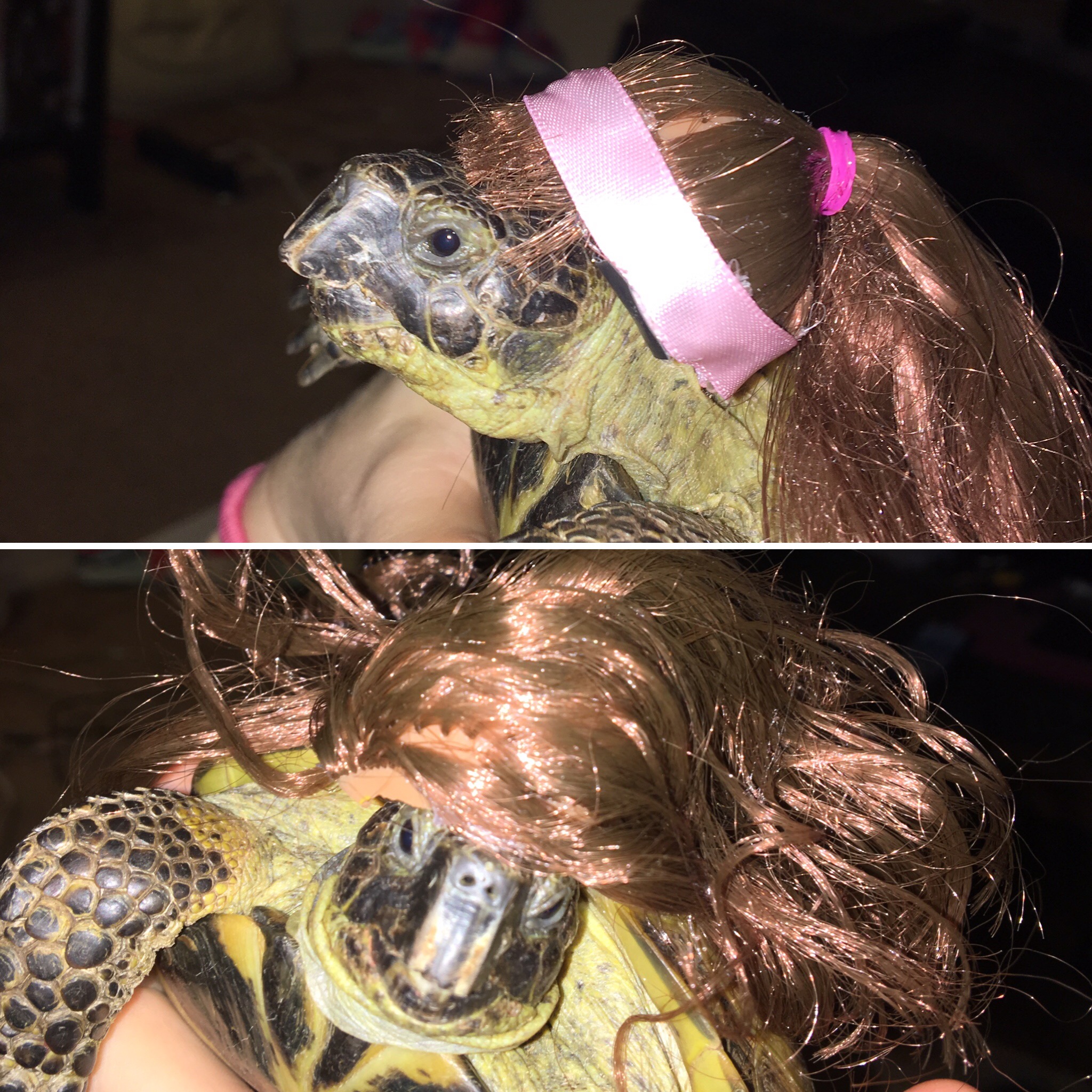 MY TORTOISE DRESSED AS CLONES! MORE TO COME! | Scrolller