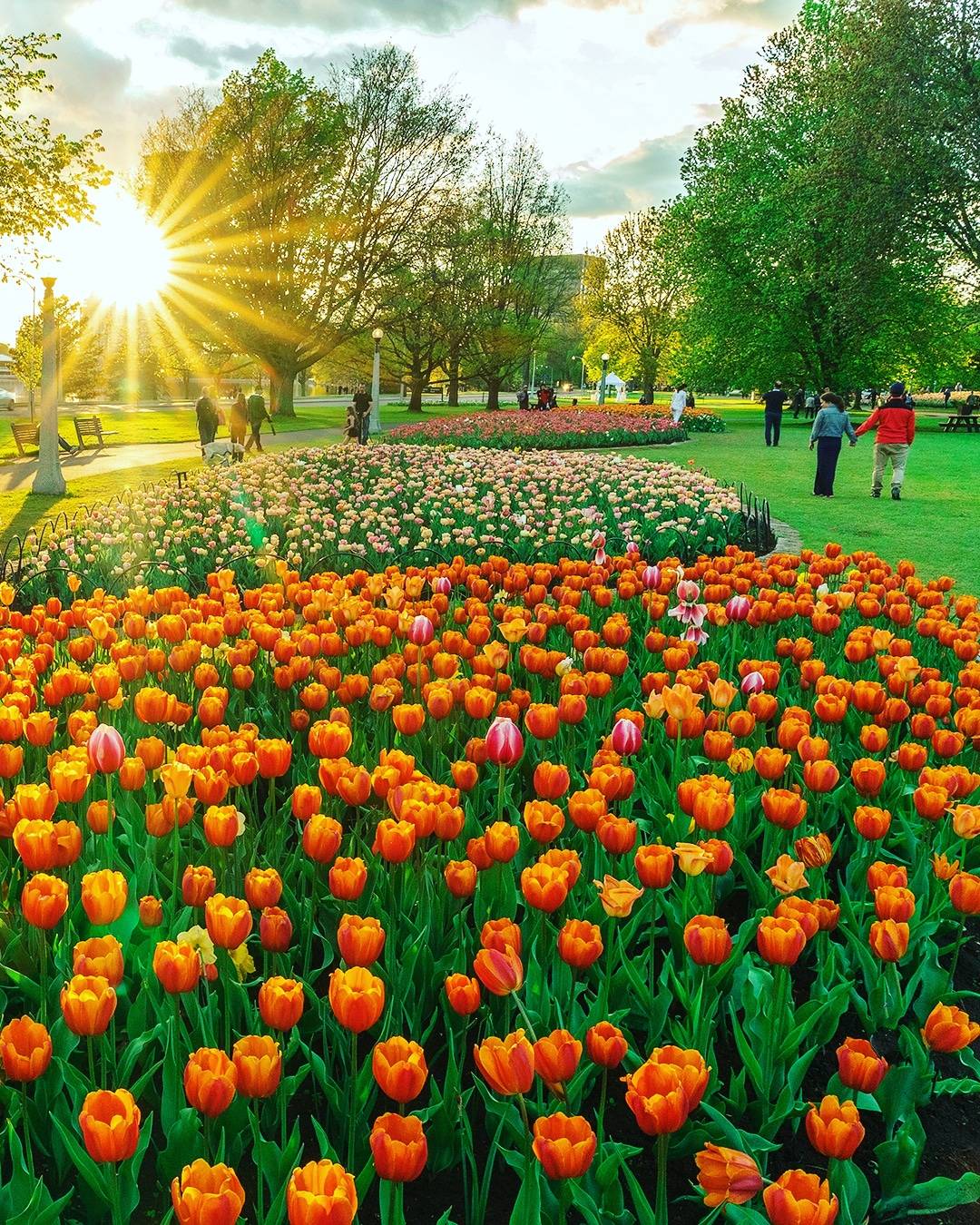 My tulip photo from last year | Scrolller