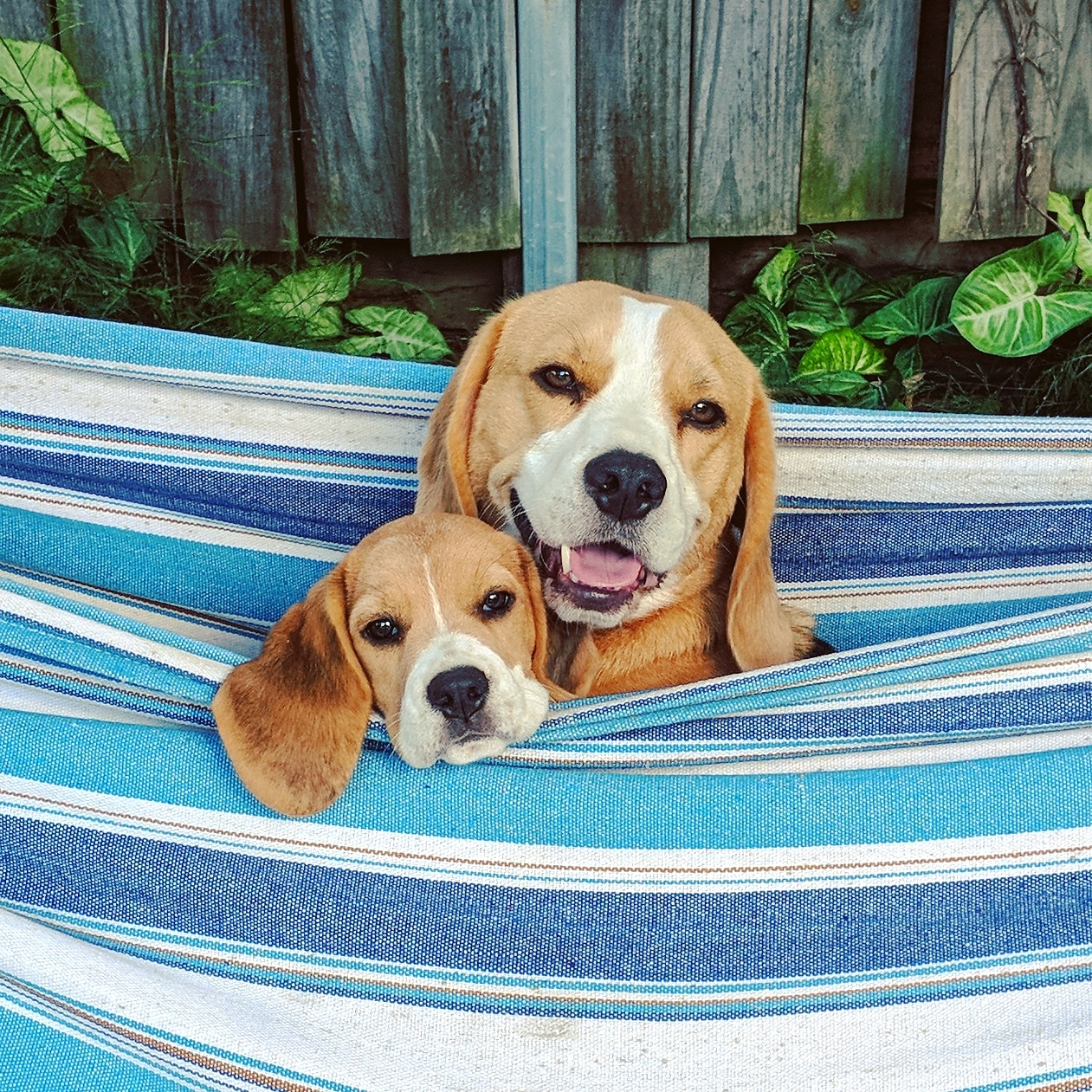 My two beagles hanging out in the hammock. First good photo of them together! | Scrolller