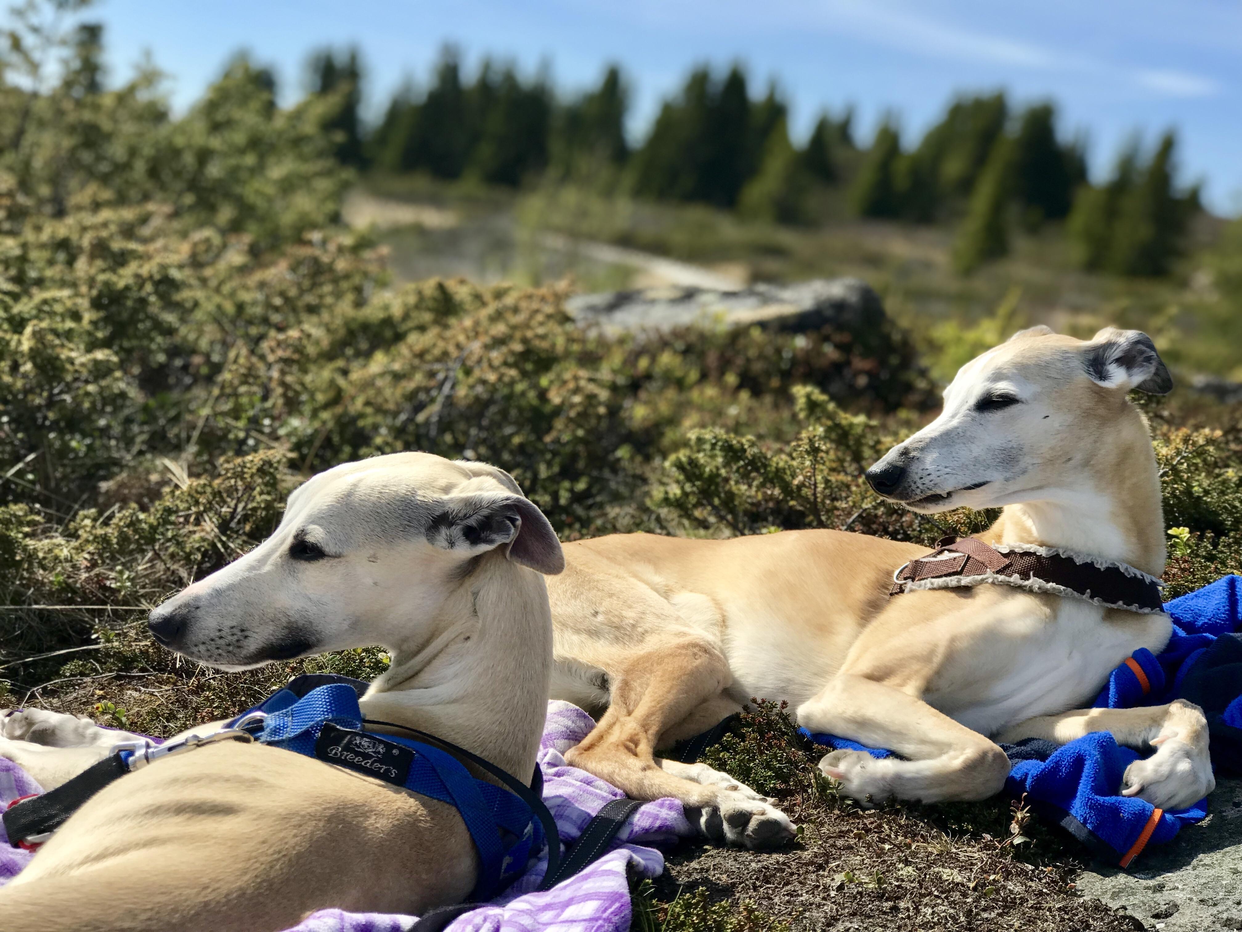 My two boys - Simon and Emil. | Scrolller