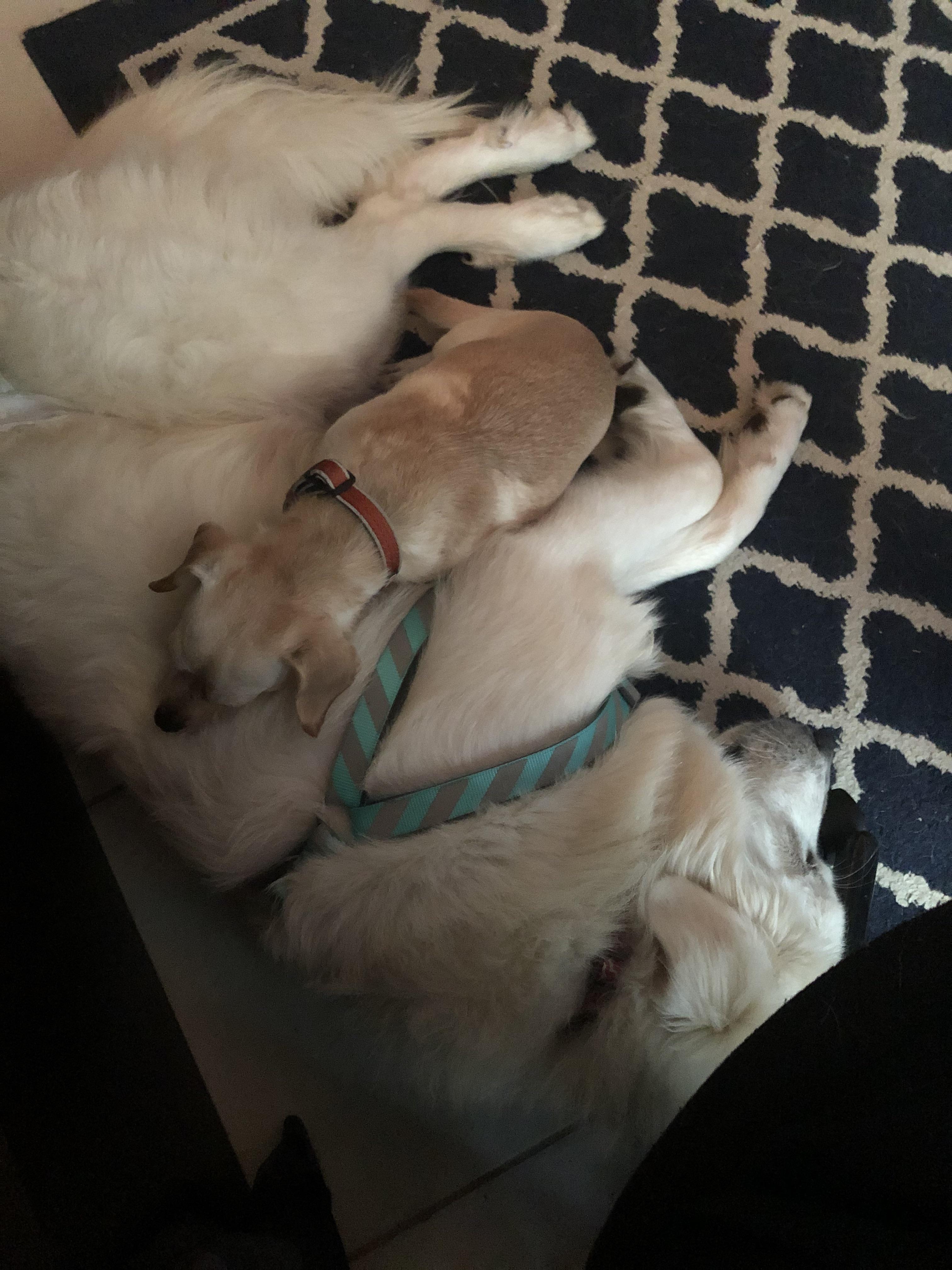 My two dogs sleeping together | Scrolller