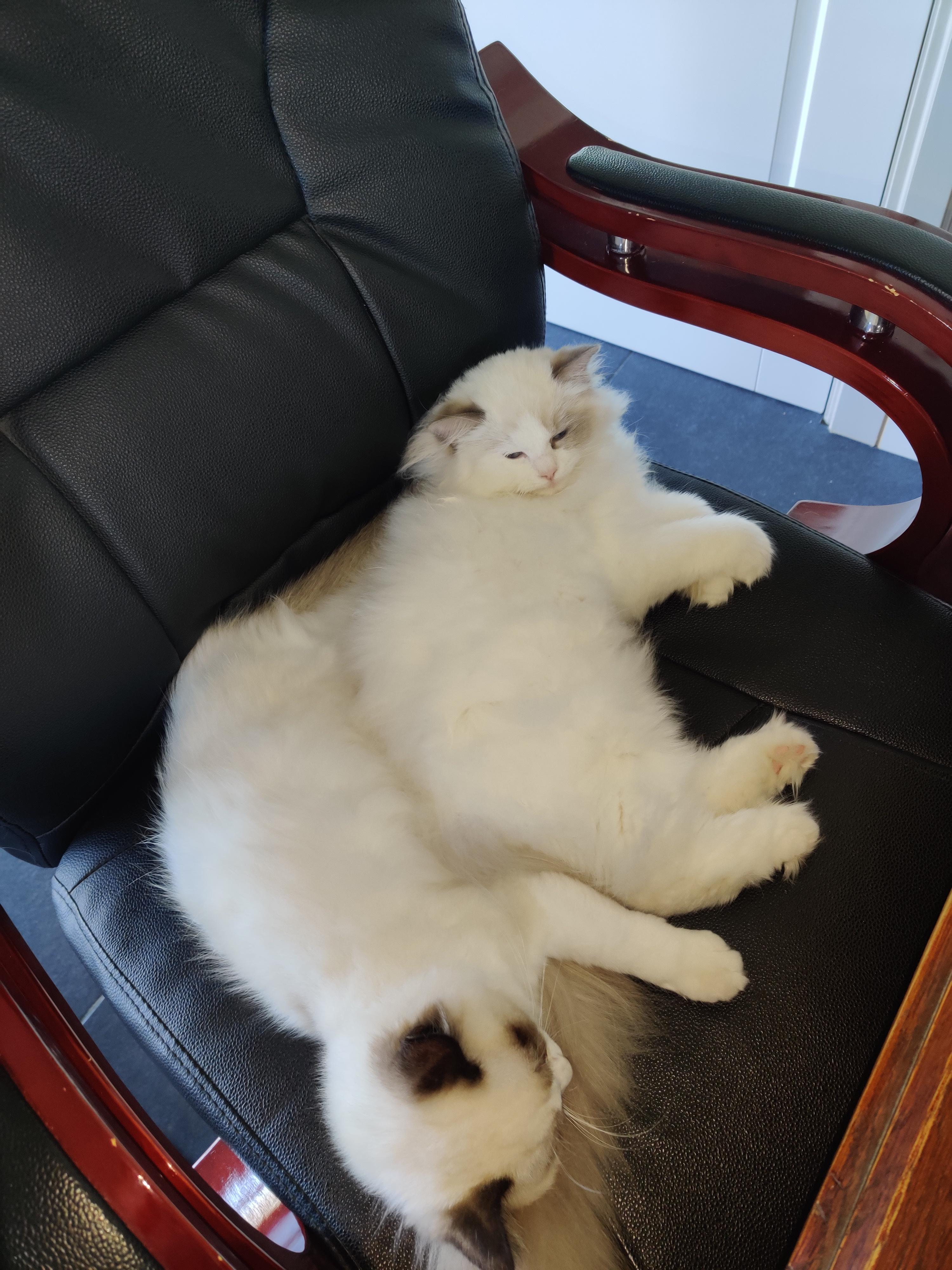 My two ragdolls kitties chilling together | Scrolller