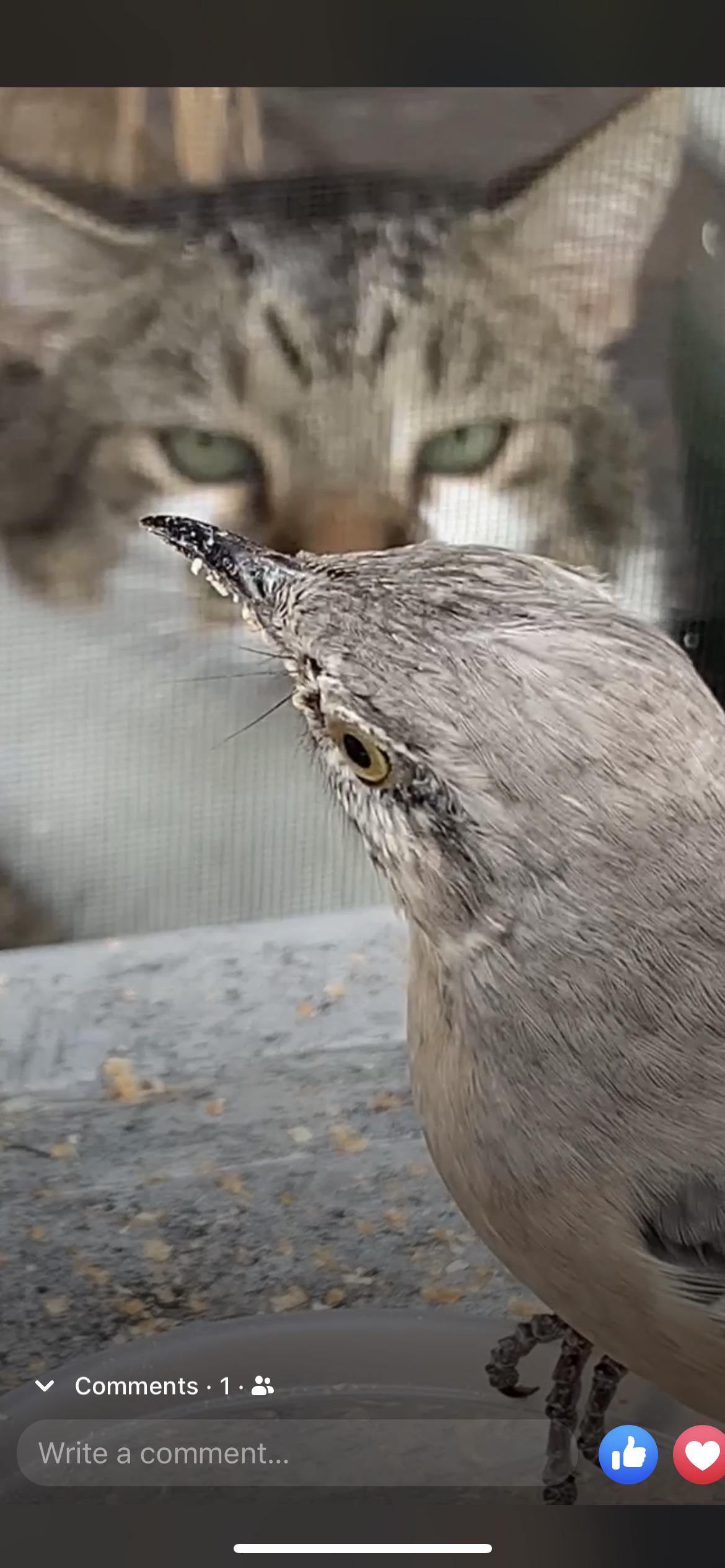 My uncle befriended a bird and his cat is not happy with it | Scrolller