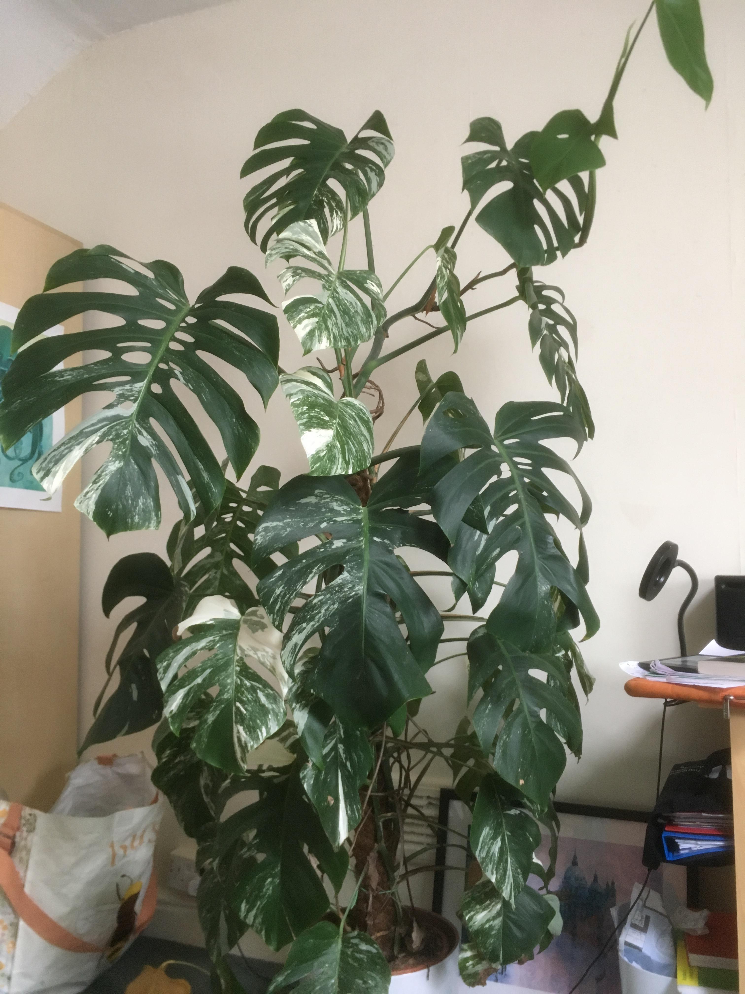 My variegated monstera! Had her for three years now 😊 | Scrolller