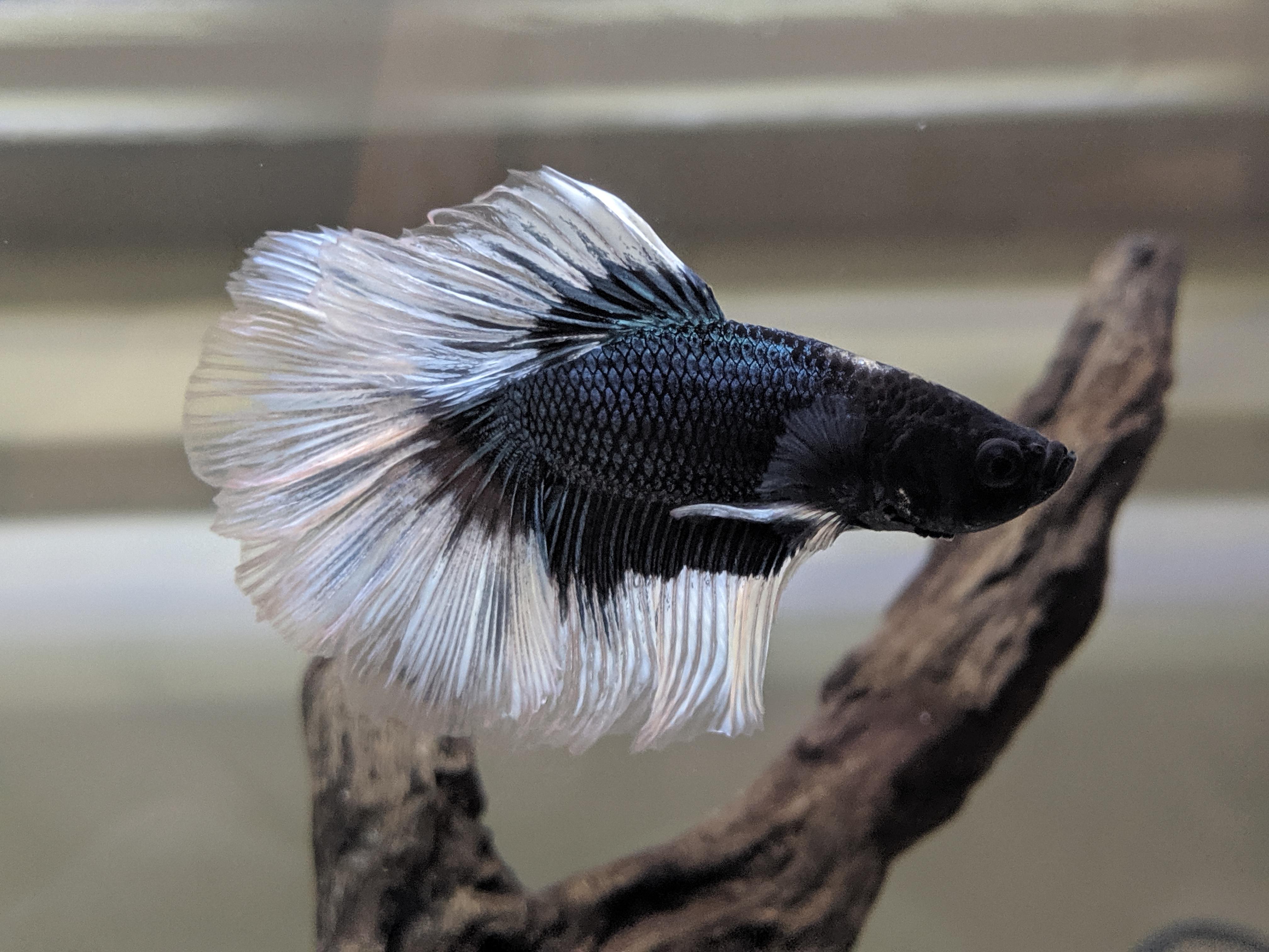 My very first betta! | Scrolller