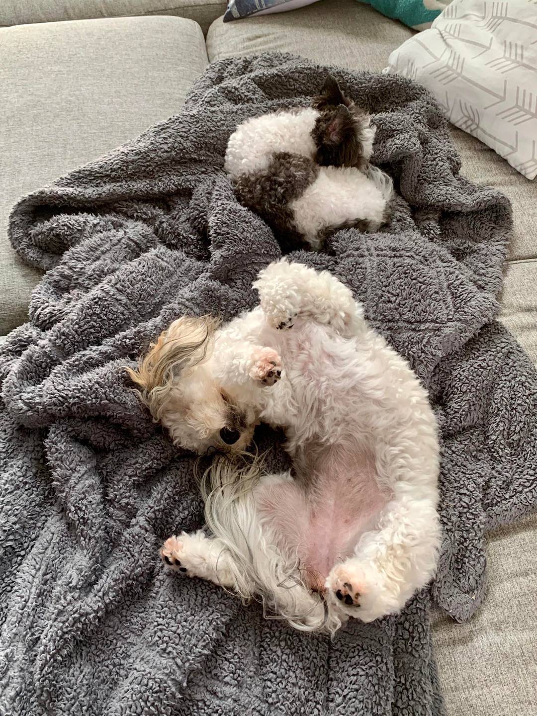 My weirdo Bailey...love her silly sleep pose💕 | Scrolller