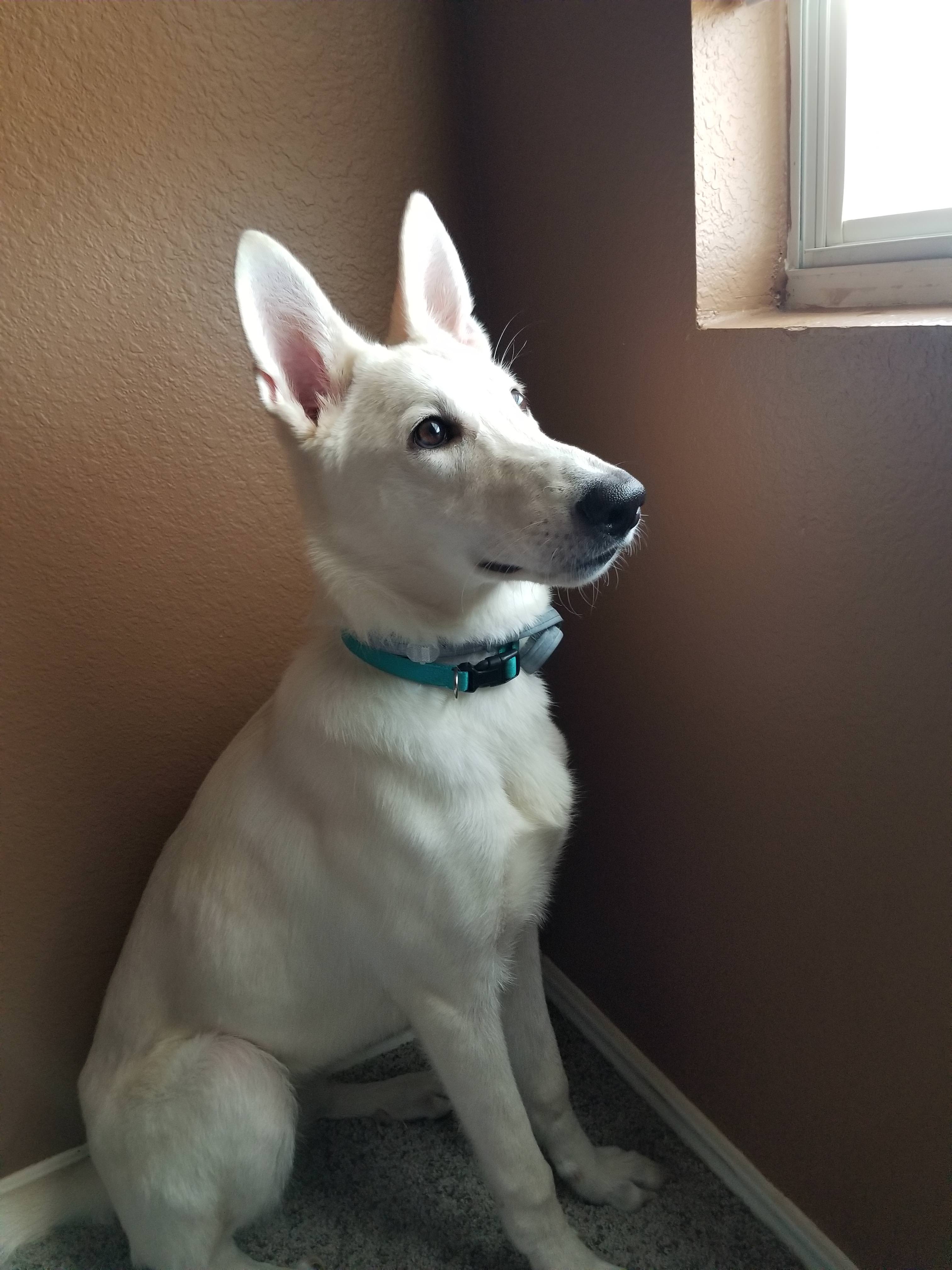 My White Shepherd, Aurelia. | Scrolller