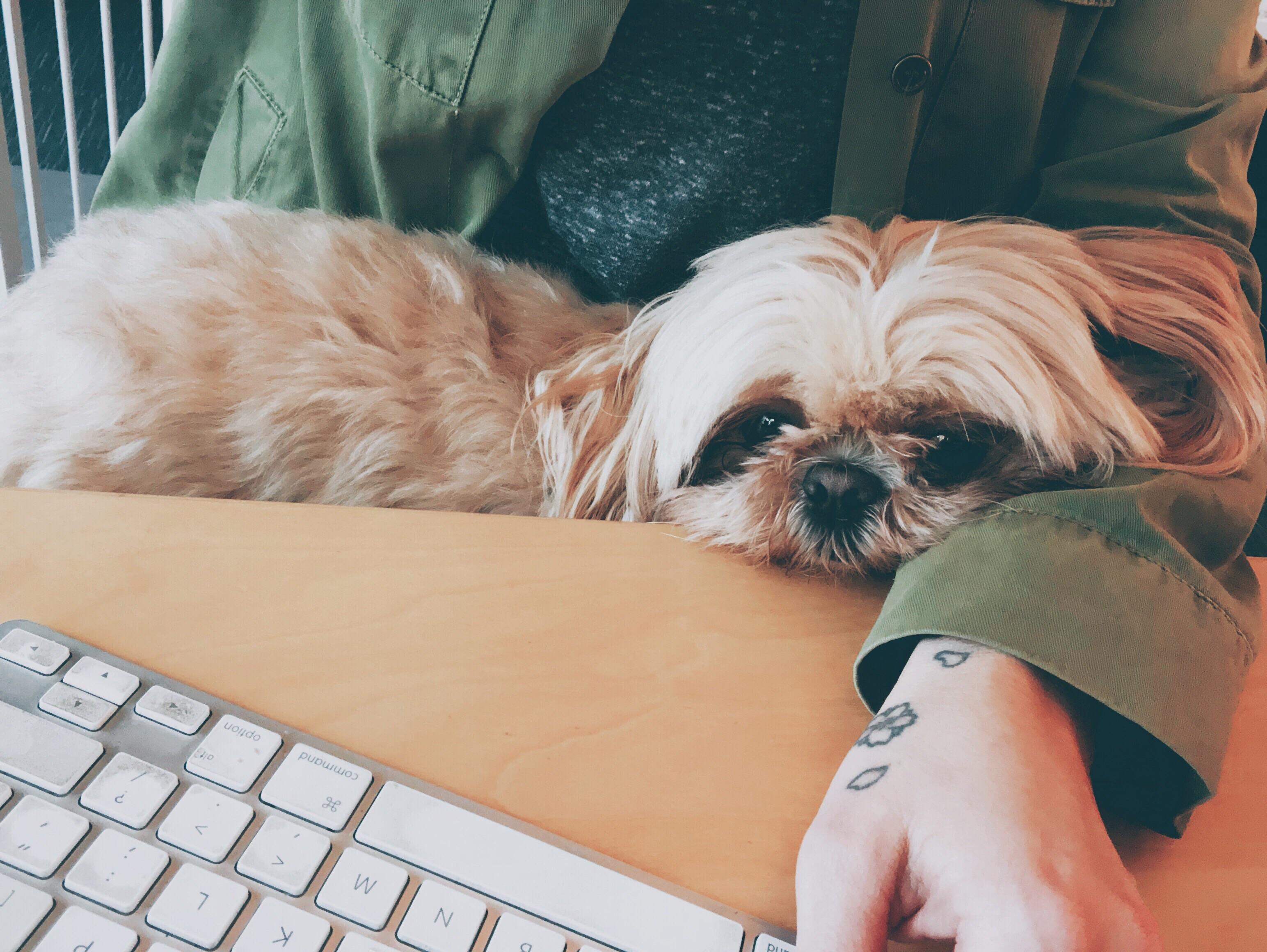 My Work Buddy!! | Scrolller