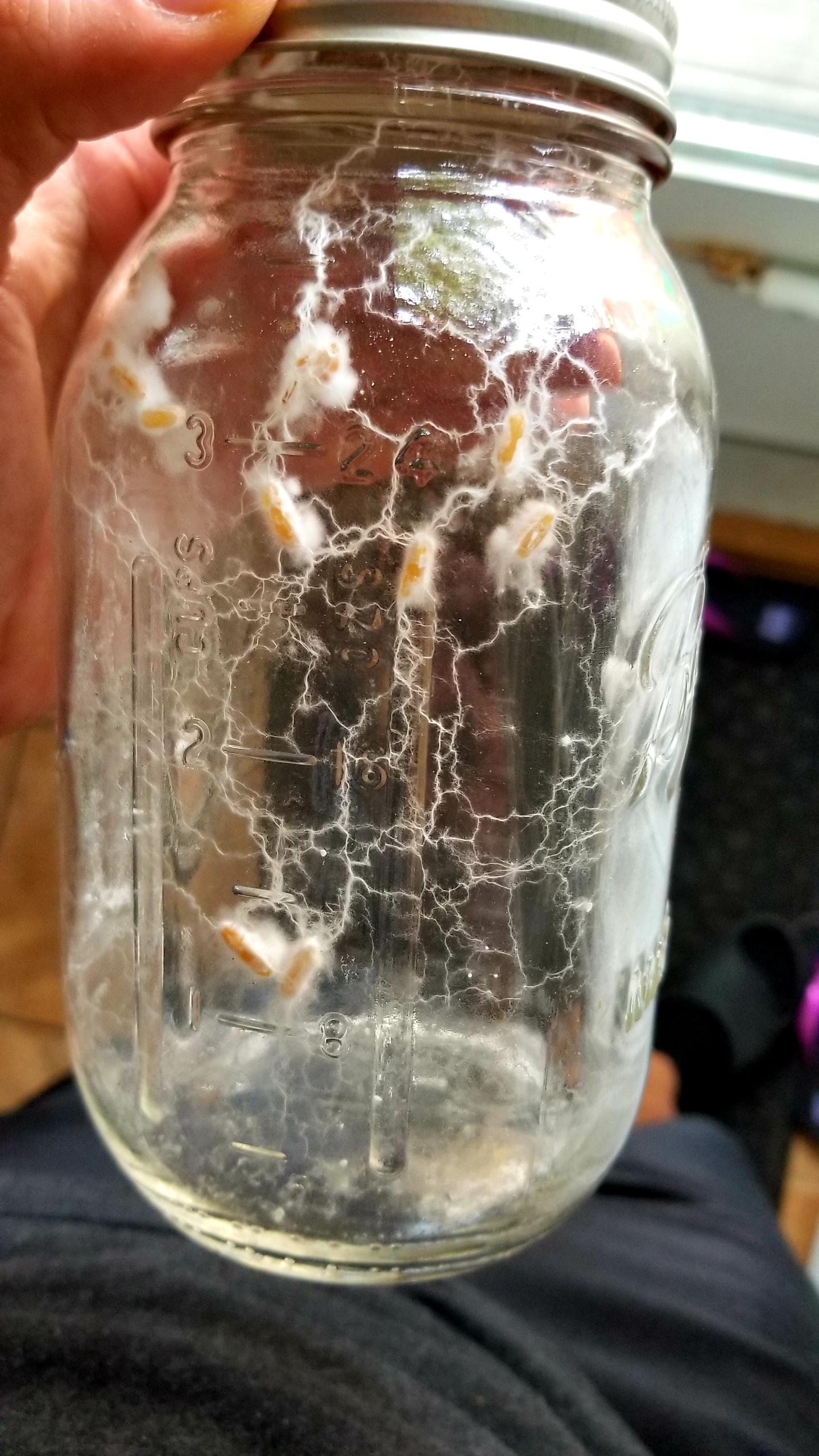 Mycelium lightning bolts. | Scrolller