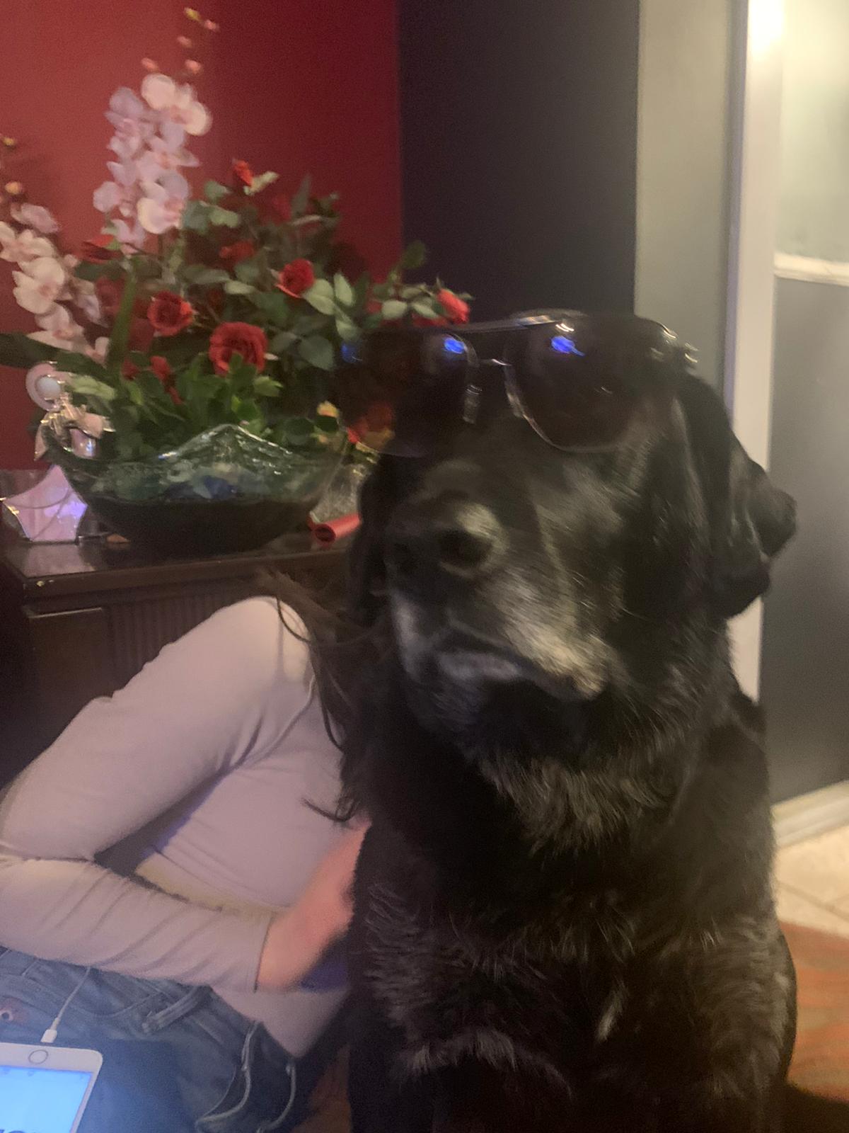 Nacho is a cool dog | Scrolller