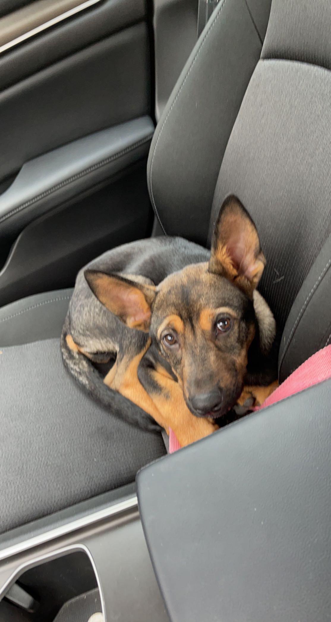 Nala is 13 weeks and my first german shepherd and i’m completely in love | Scrolller