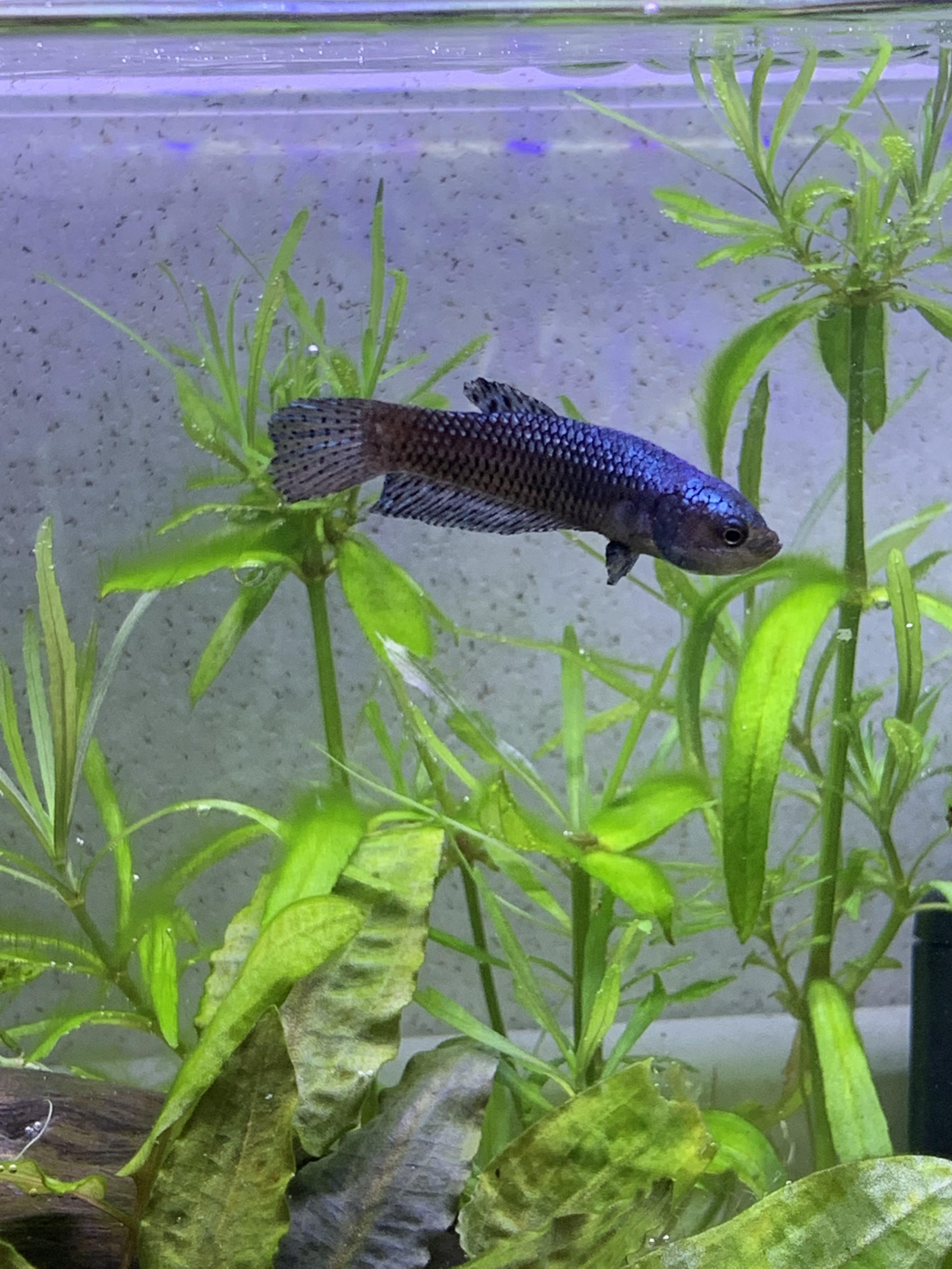 Name suggestions for my new alien betta? Pardon the slight stress stripes, he only just came ...