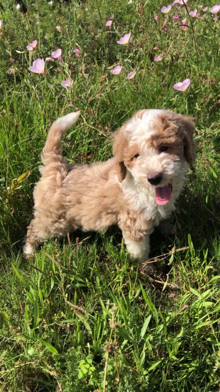 Names for my new puppy? | Scrolller