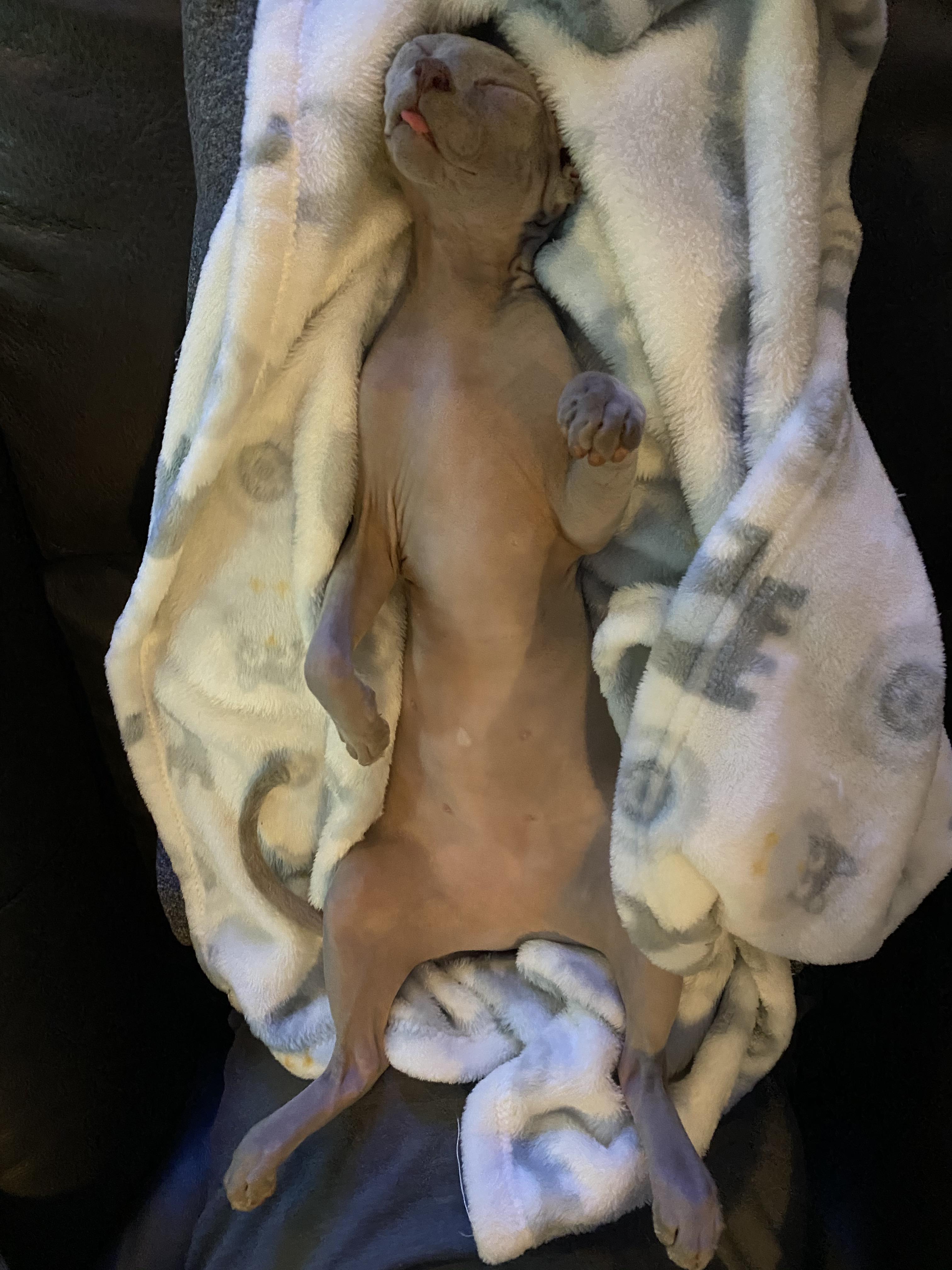 Nap time and mlems. | Scrolller