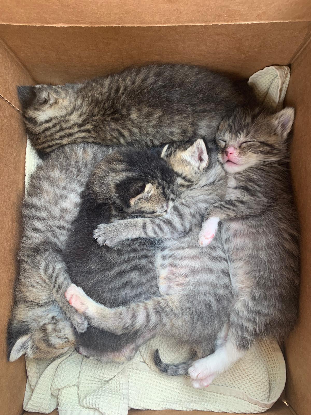 Nap time cuddle puddle | Scrolller