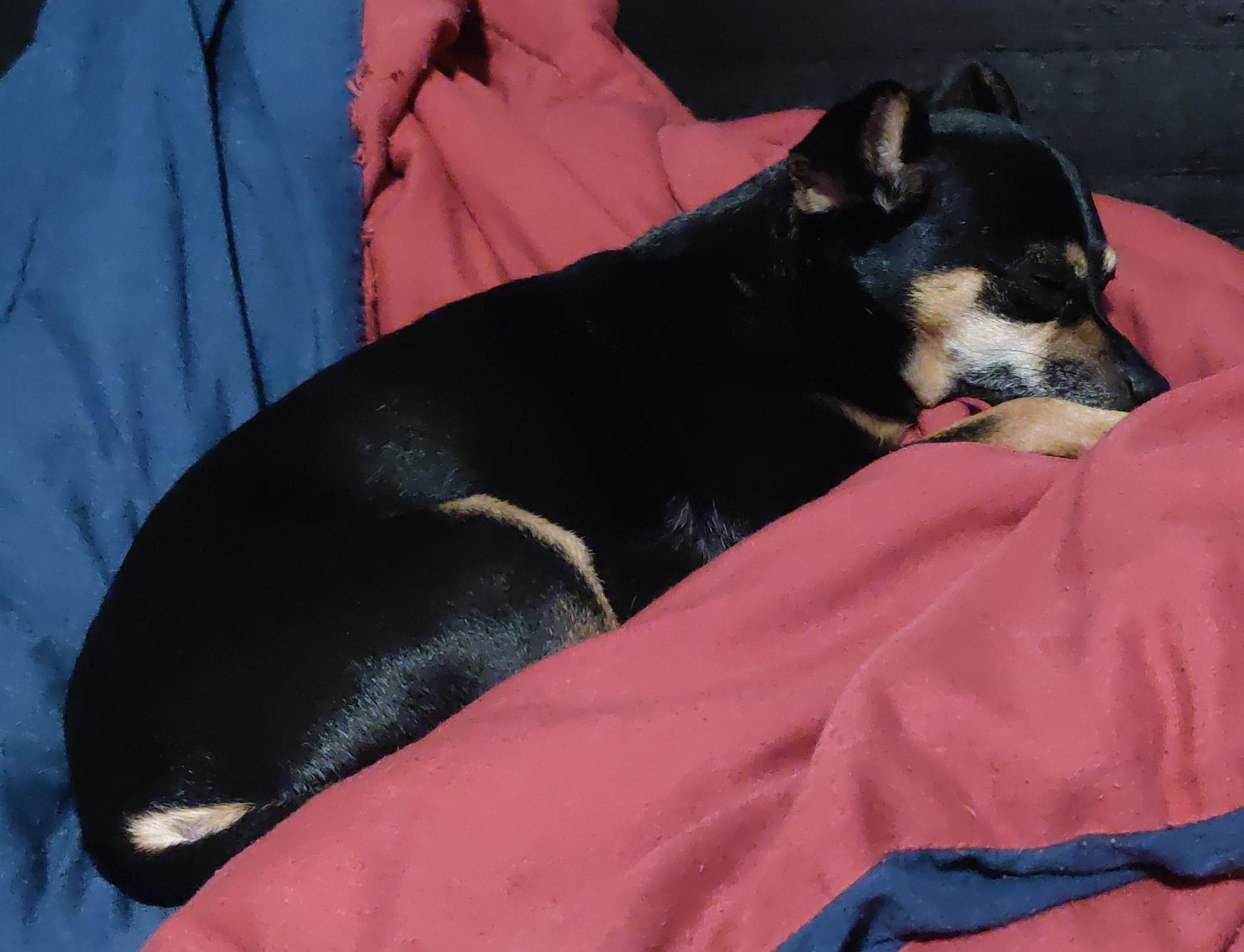 Nap time for Mr. T | Scrolller