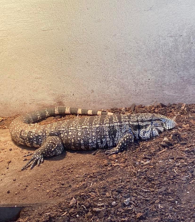 Napping after a big meal! | Scrolller