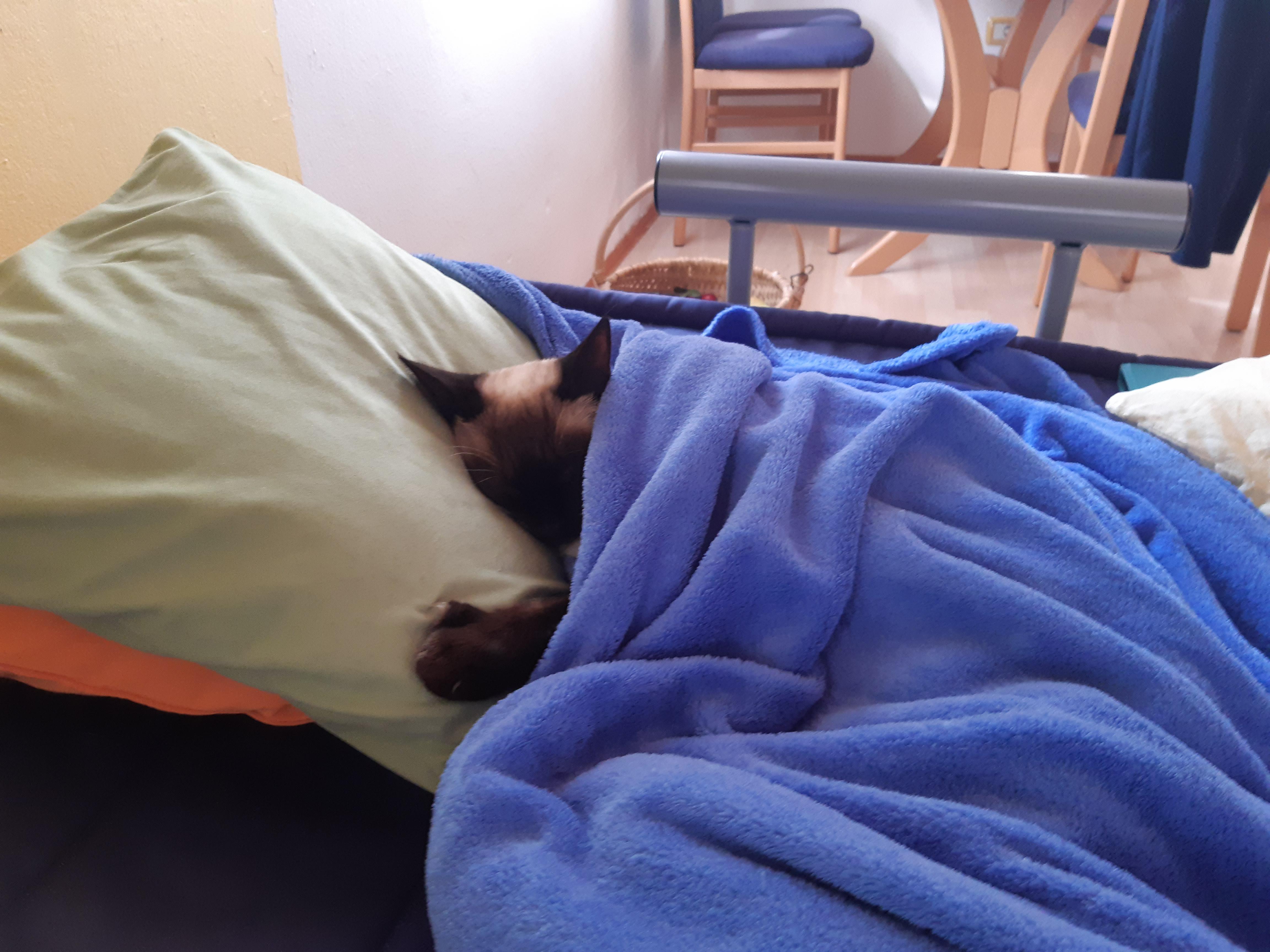 Napping like a boss | Scrolller