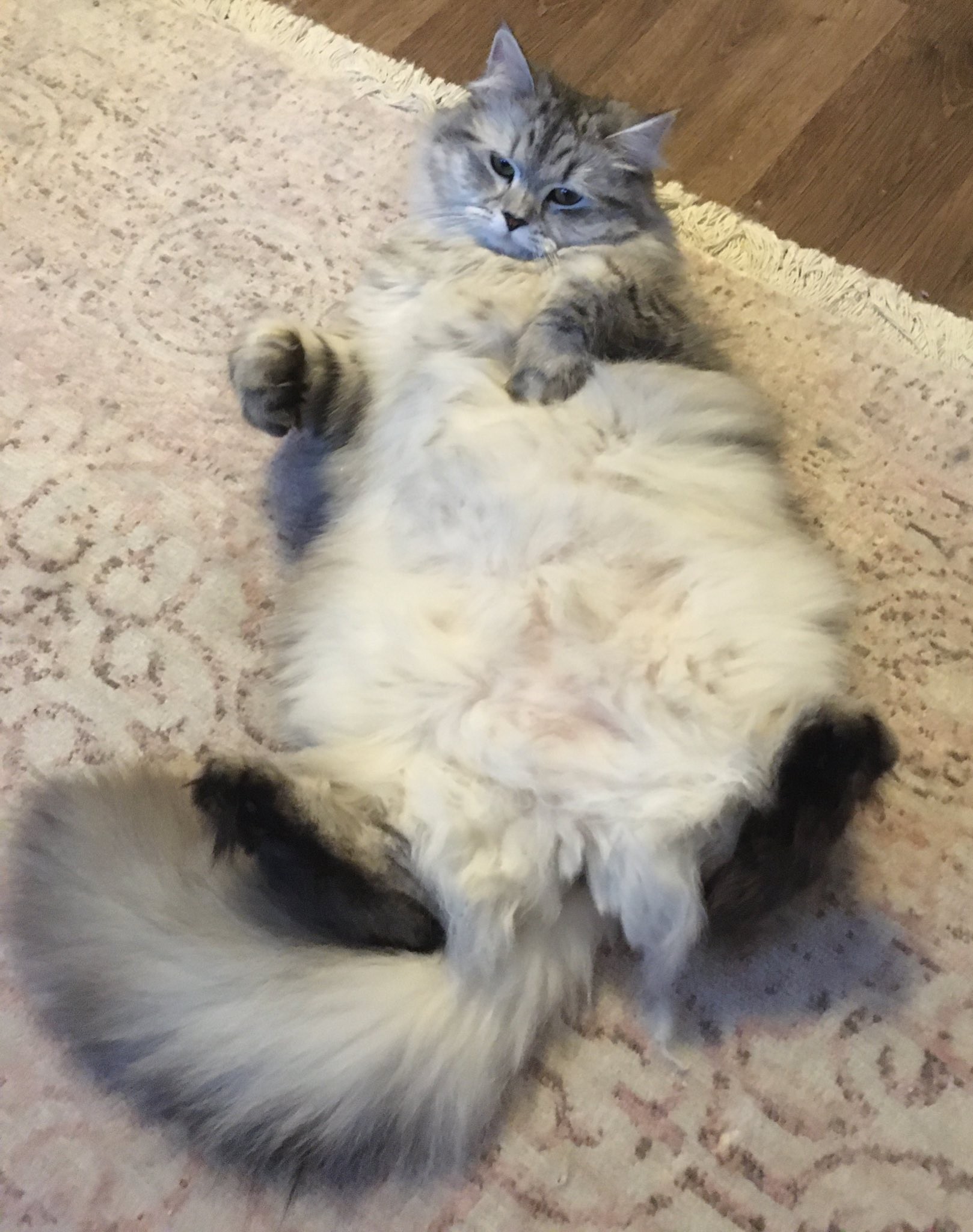 Natasha waiting for her belly rub | Scrolller