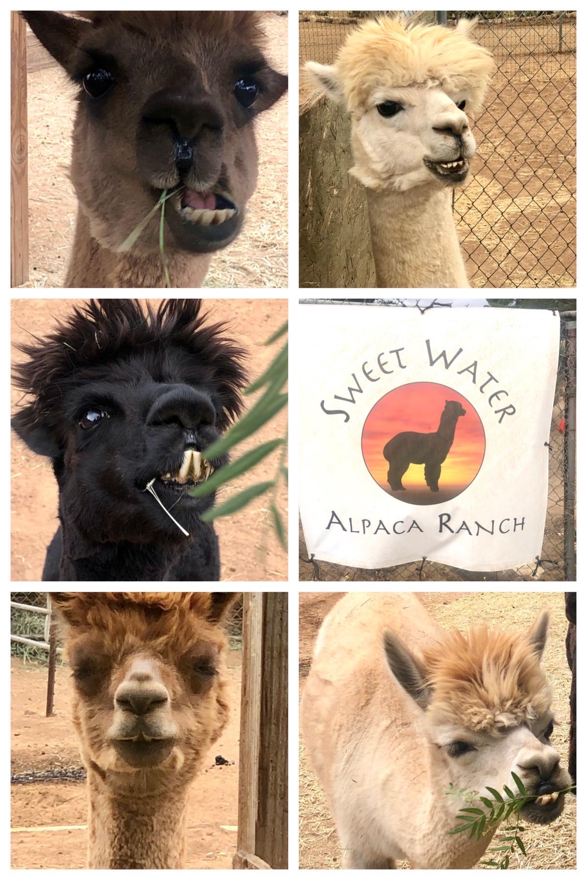 National Alpaca Day! | Scrolller