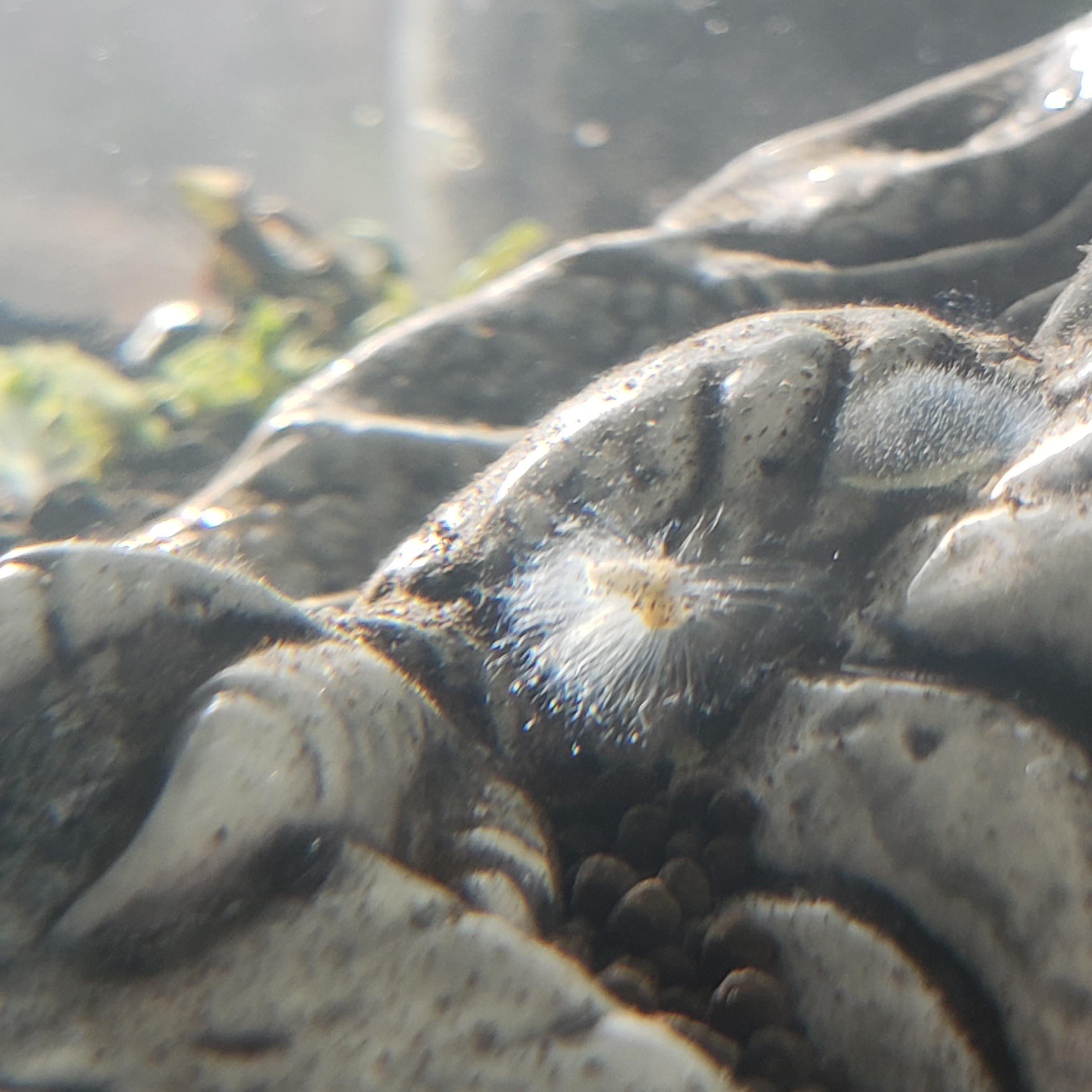 Natural aquarium fungi 🎆 | Scrolller