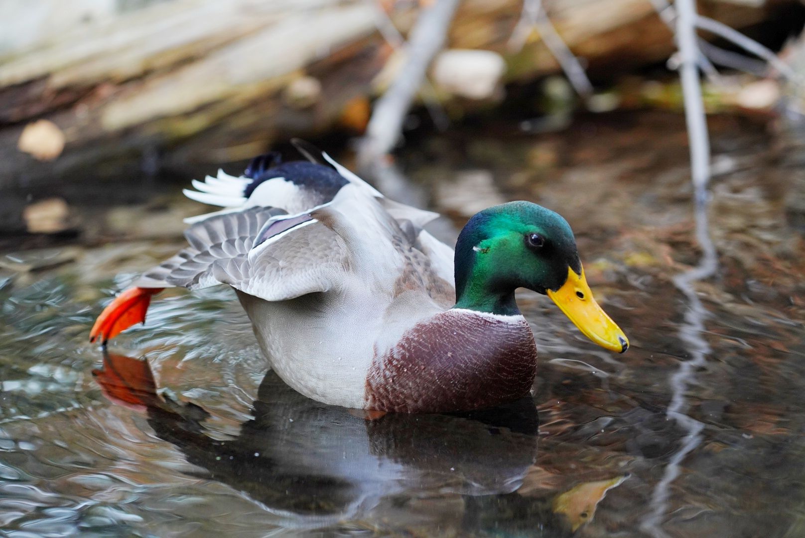 Nature walks in beautiful Boise | Scrolller