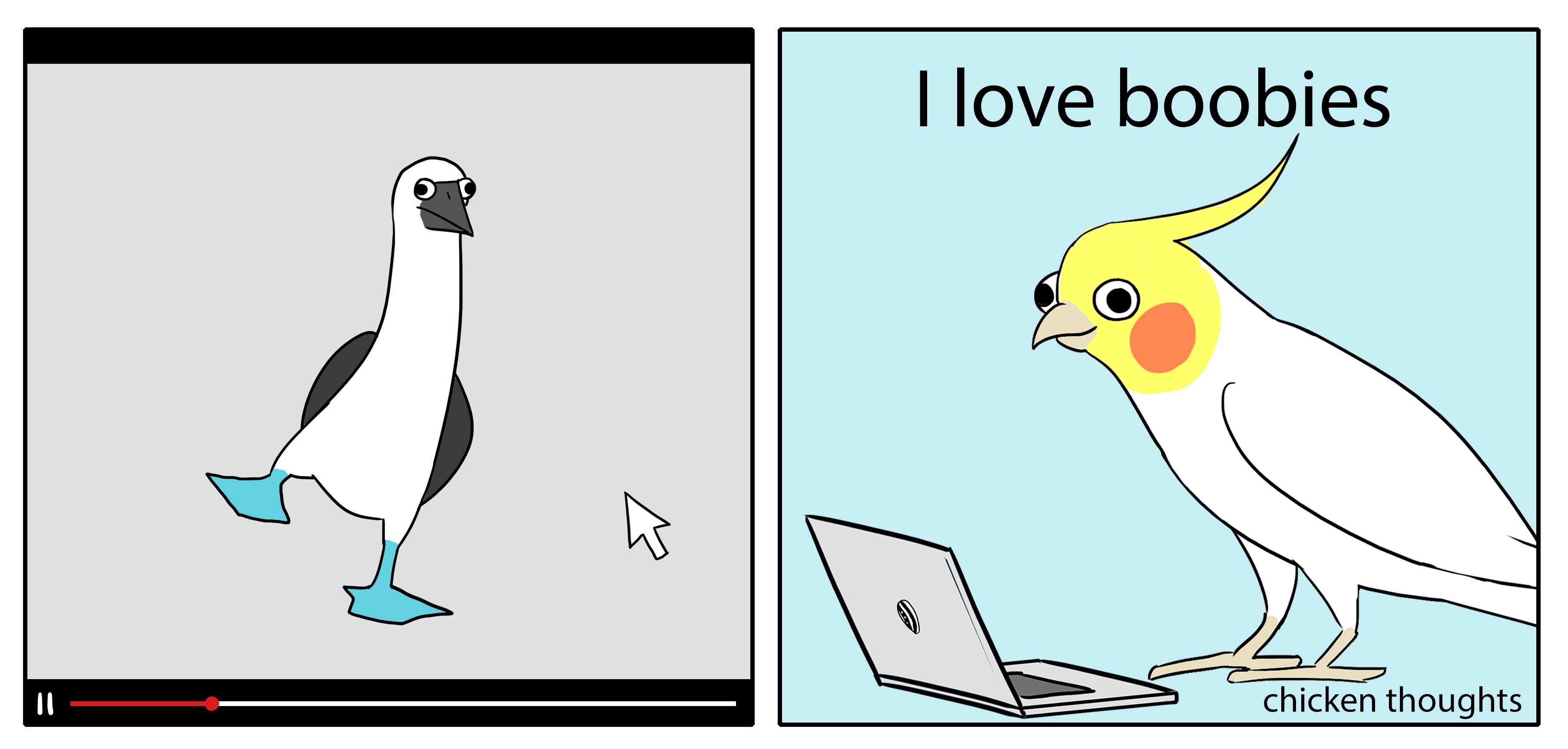 Naughty Chicken | Scrolller