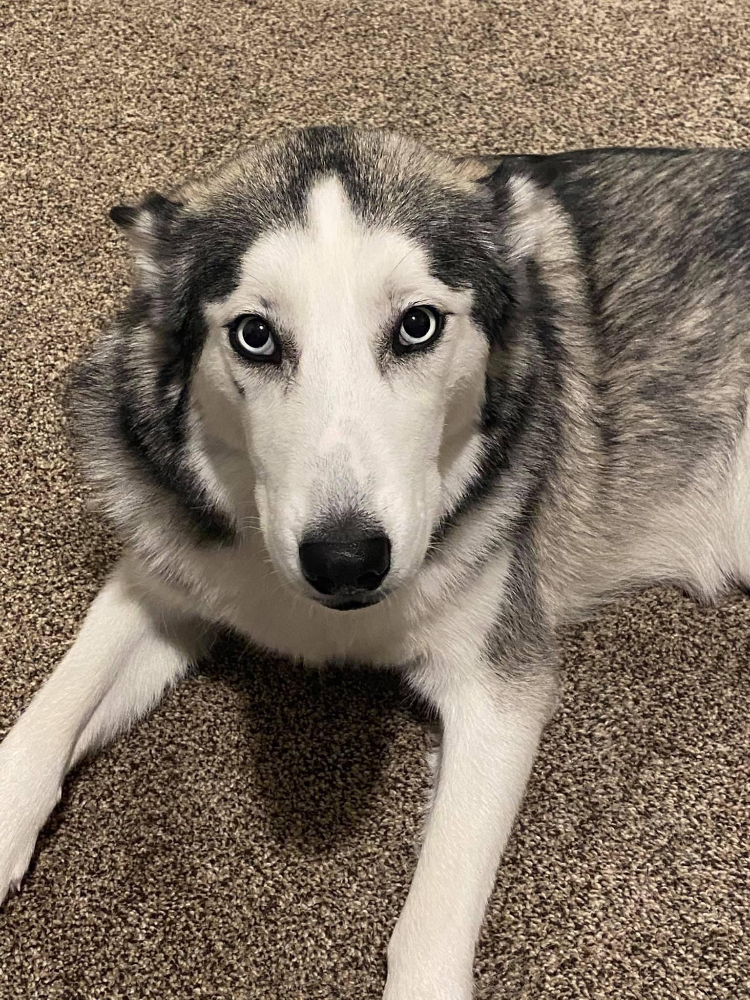Naughty Husky. She ate food off the counter...again. | Scrolller