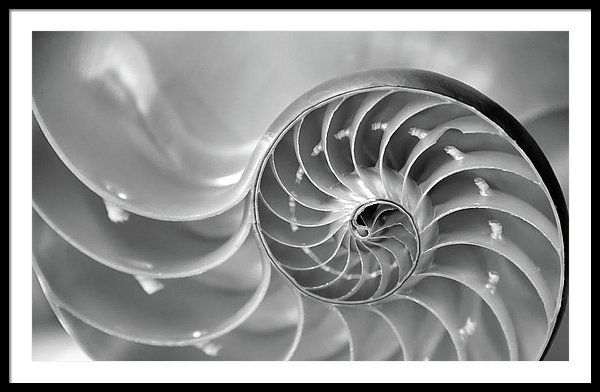 Nautilus cutaway shell, me, edited in GIMP, 2019 | Scrolller