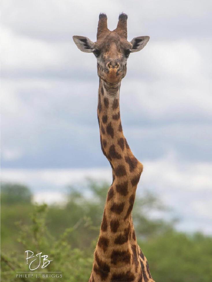 Neck fracture. | Scrolller