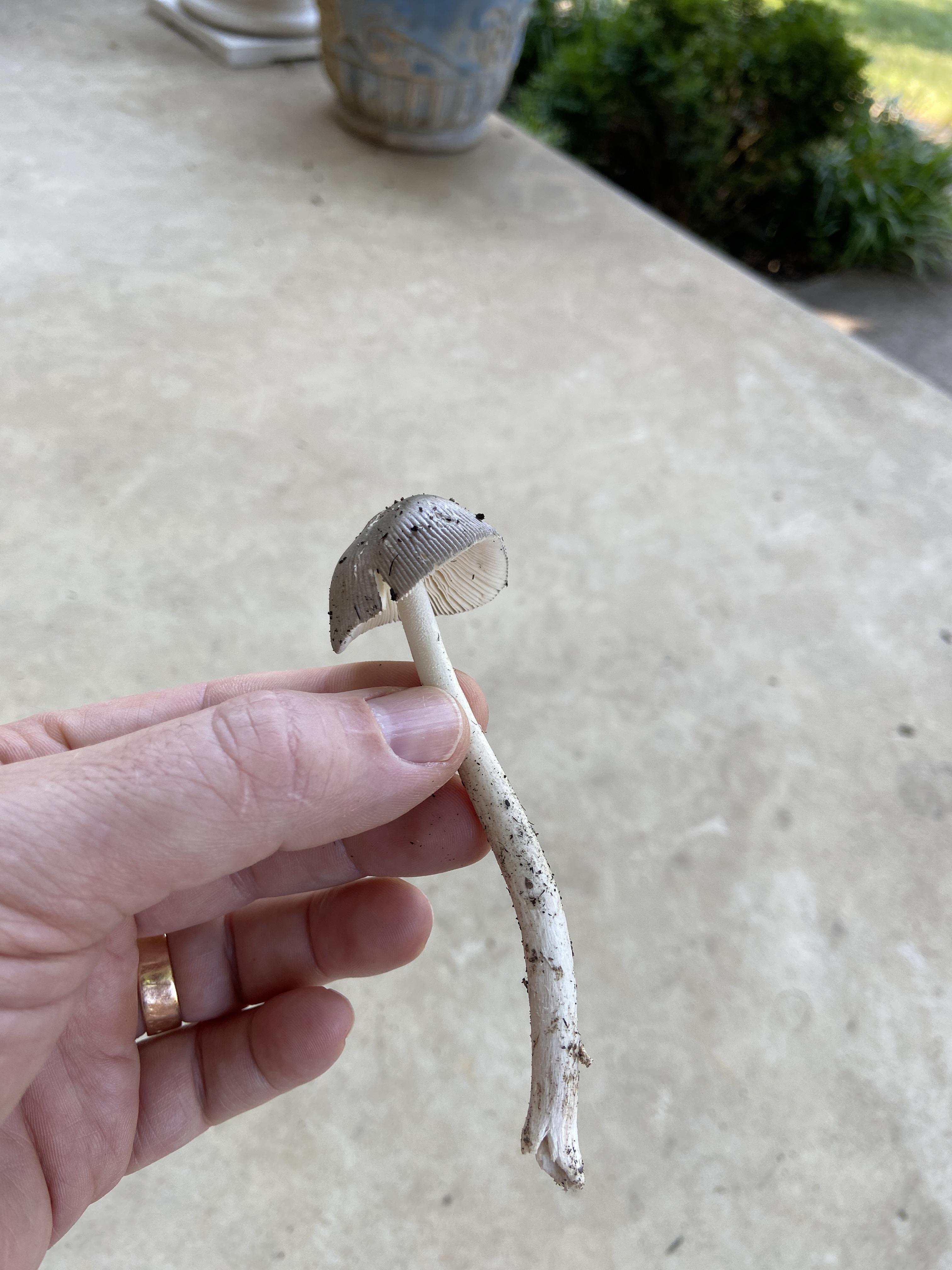 Need help identifying | Scrolller