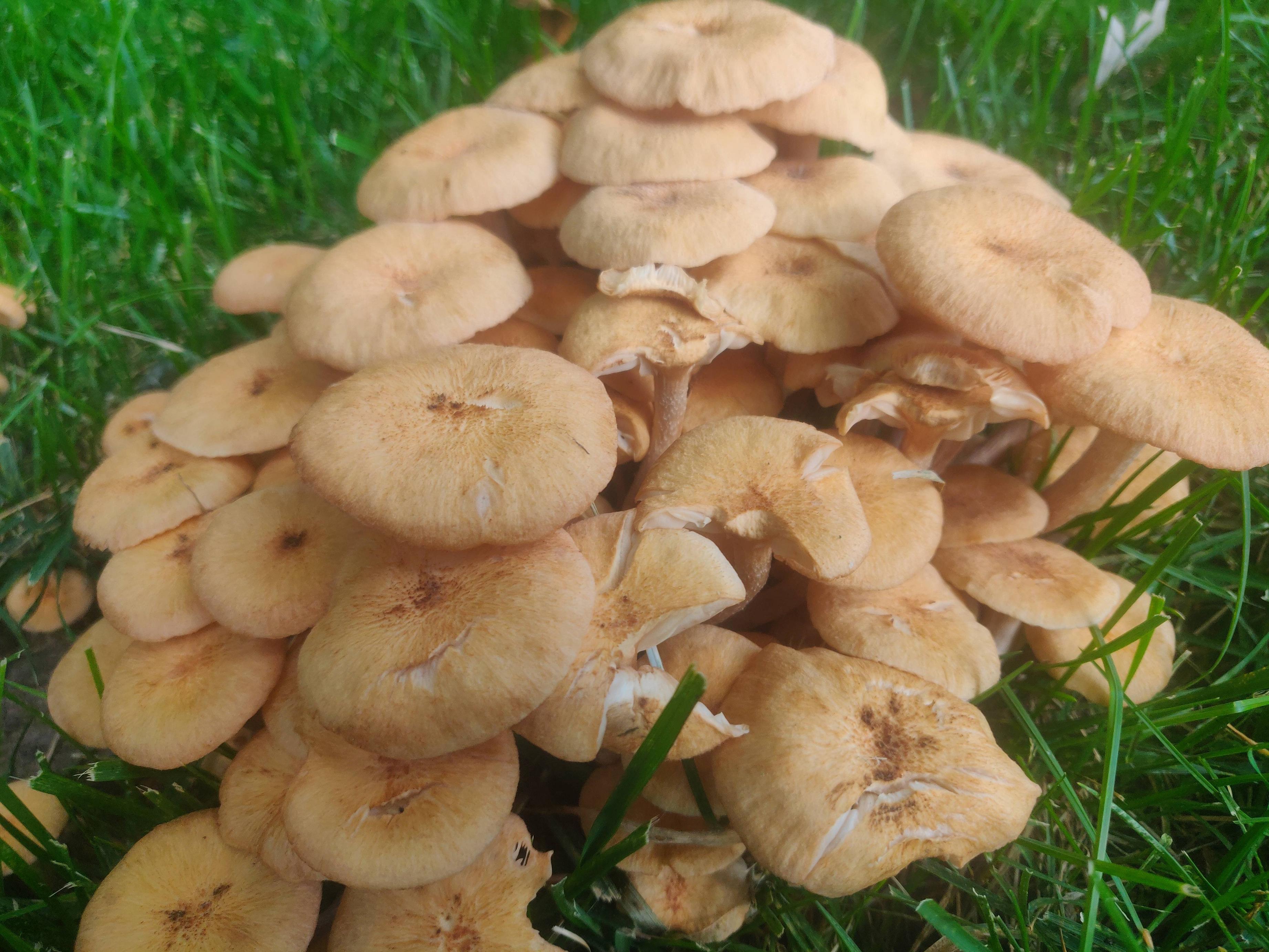 Need help identifying this mushroom... | Scrolller