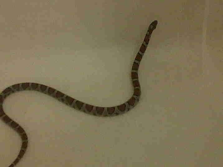 Need help identifying this snake. ASAP please. Middle Tennessee | Scrolller