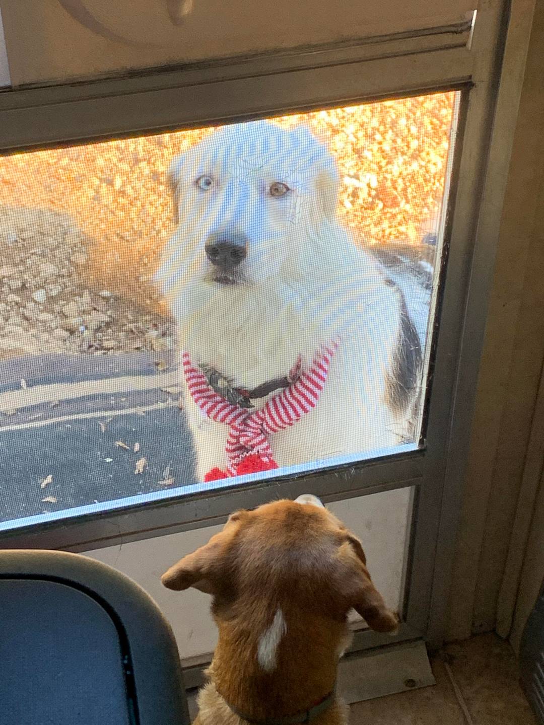 Neighbor dog asking very politely if our pup could come out to play | Scrolller