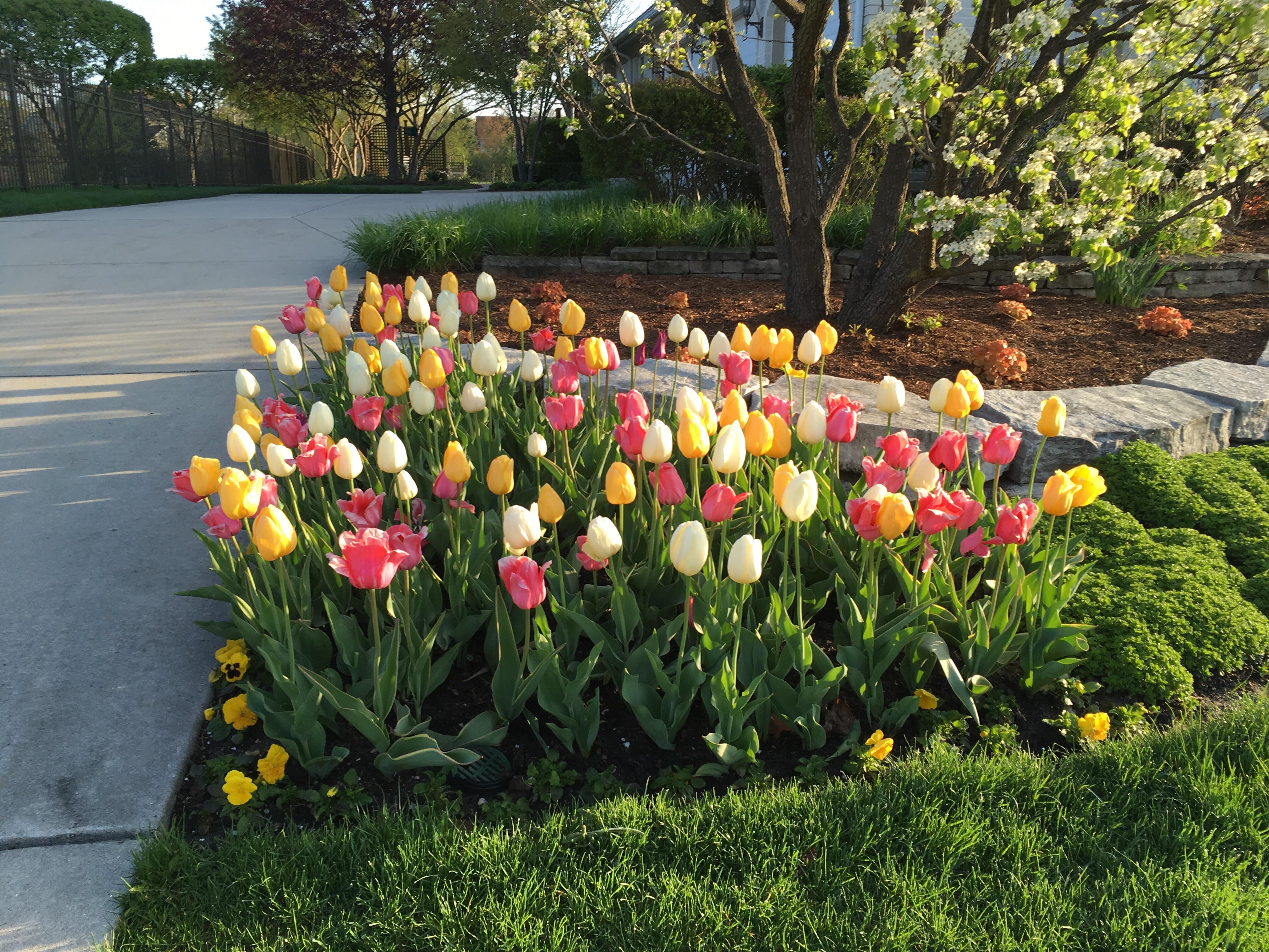 Neighbors front yard | Scrolller