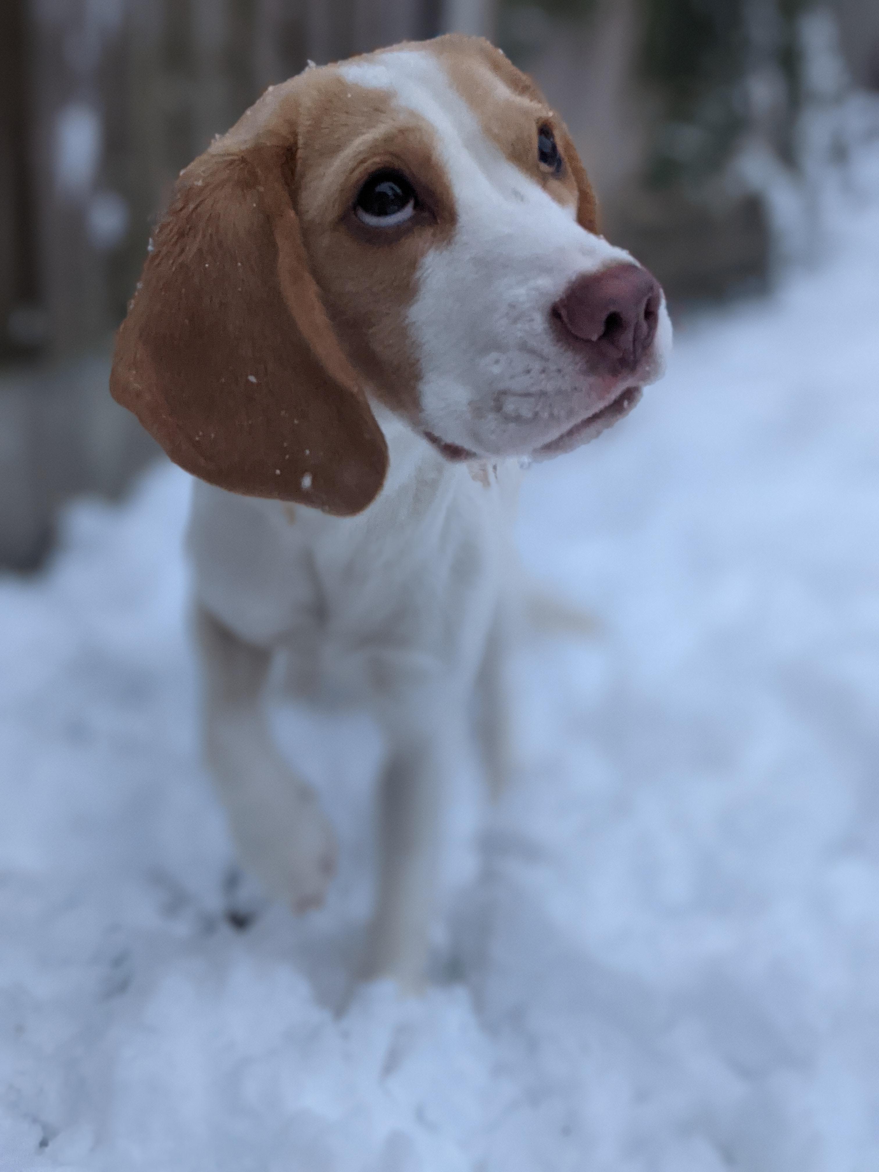 Nervous in her first snowfall | Scrolller