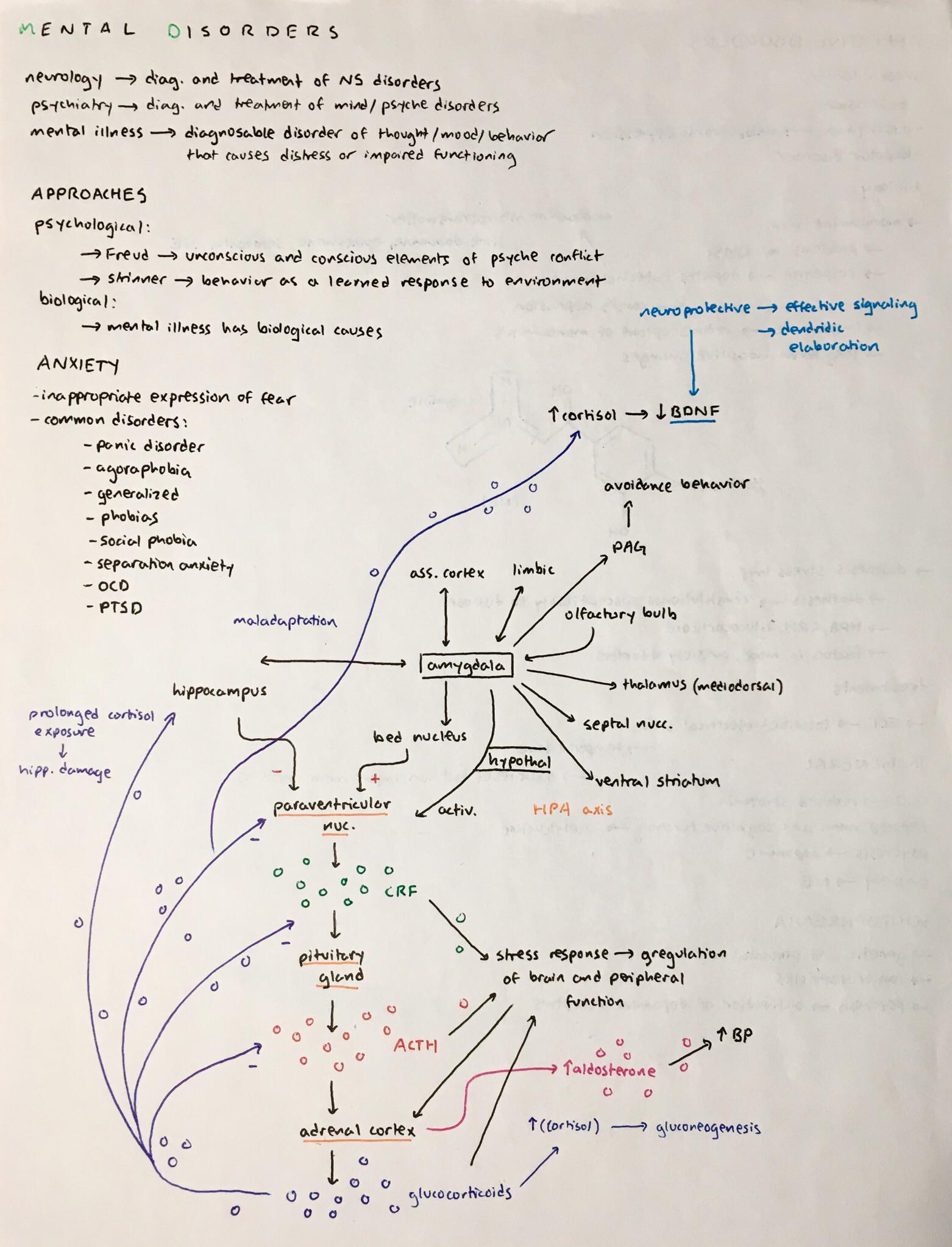 Neurological and physiological pathways underlying anxiety disorders | Scrolller