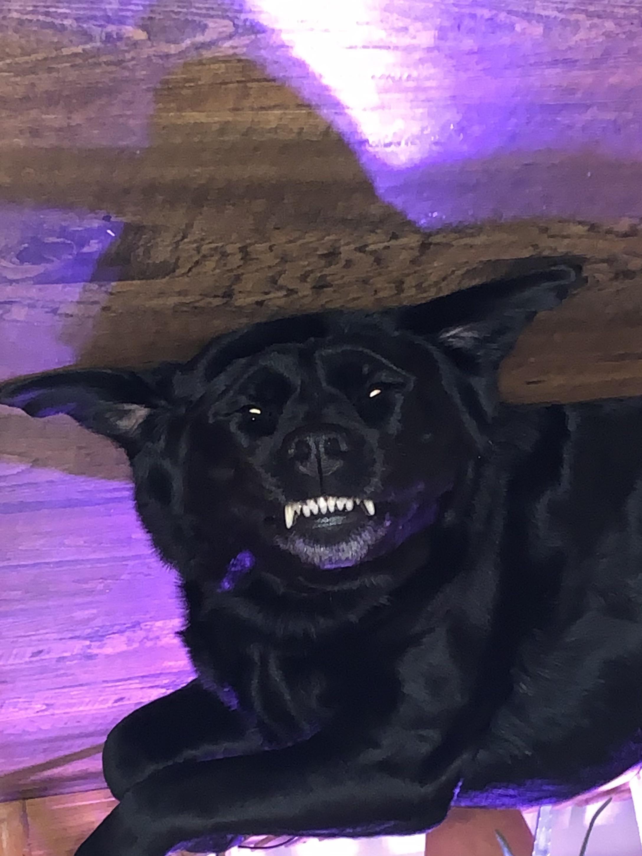 Never feed her after midnight! | Scrolller