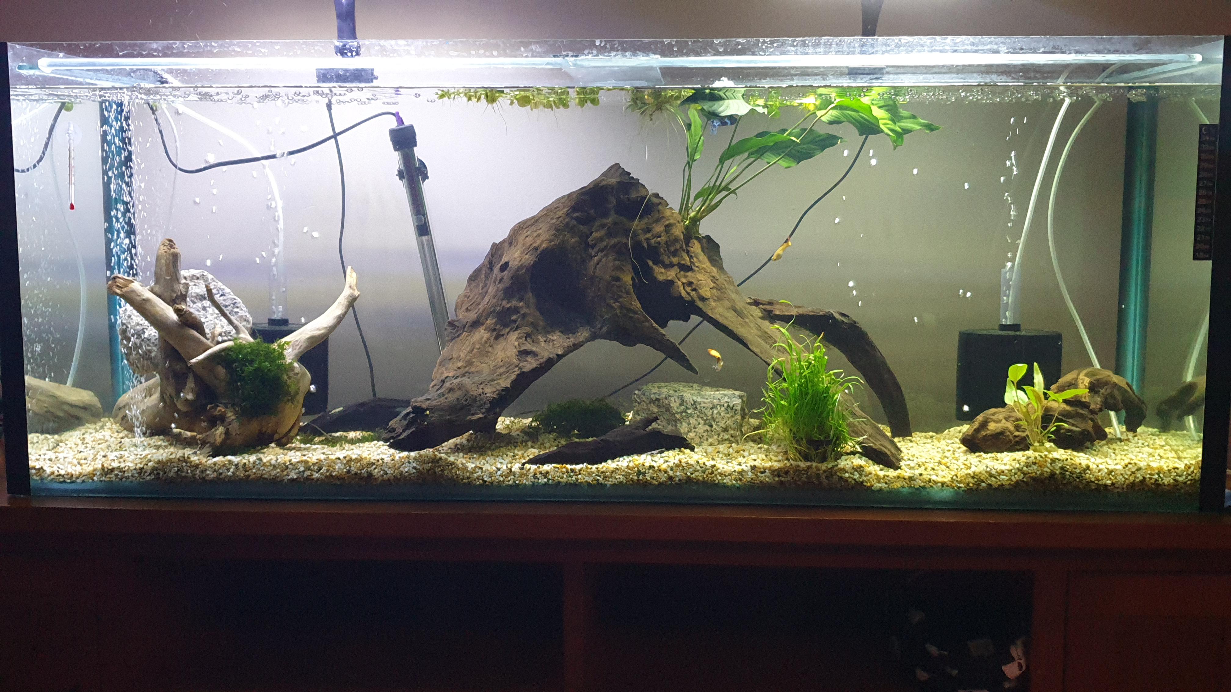New 4ft, 63 gal tank | Scrolller