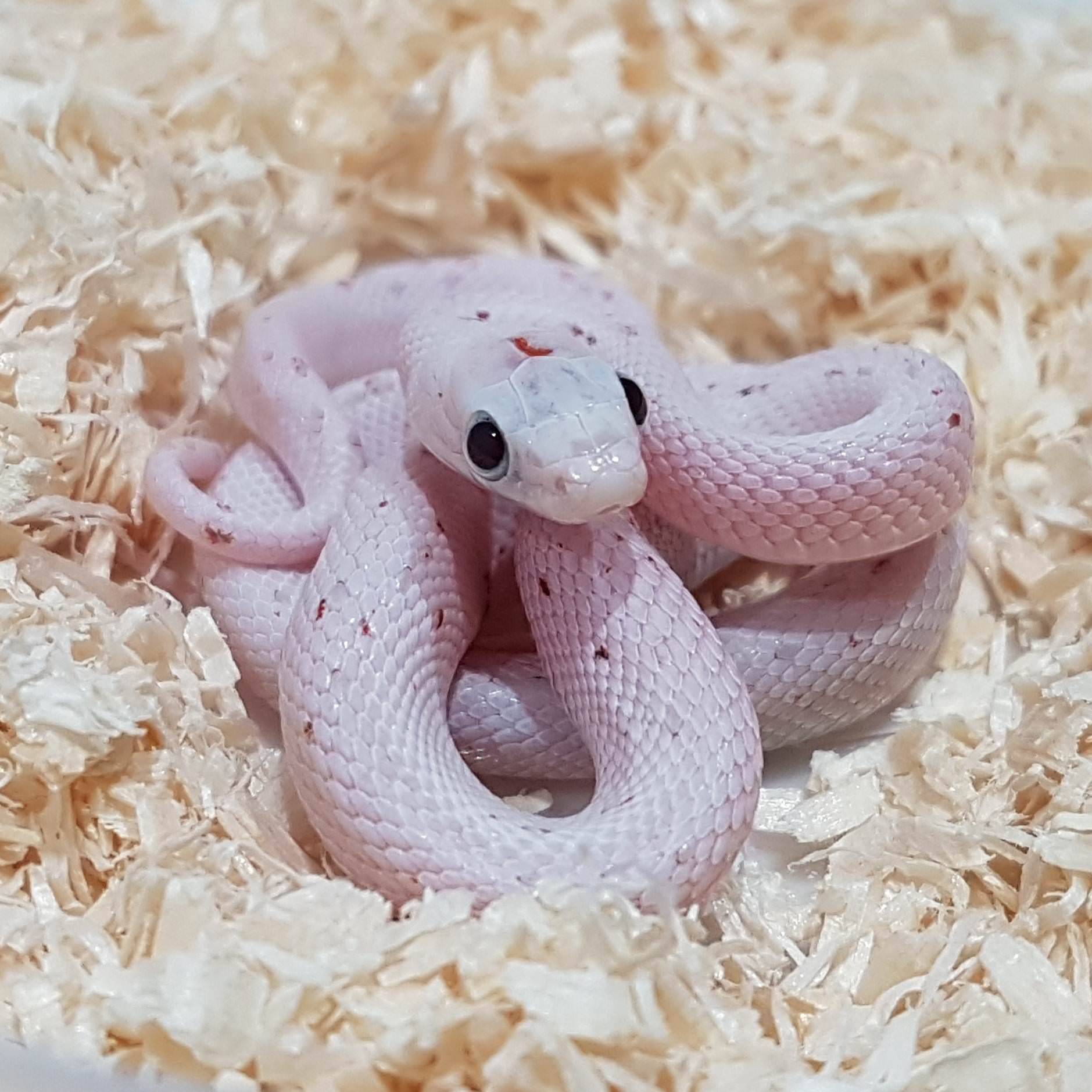 New addition, Wiggler the Palmetto Corn Snake Hatchling 😍 | Scrolller
