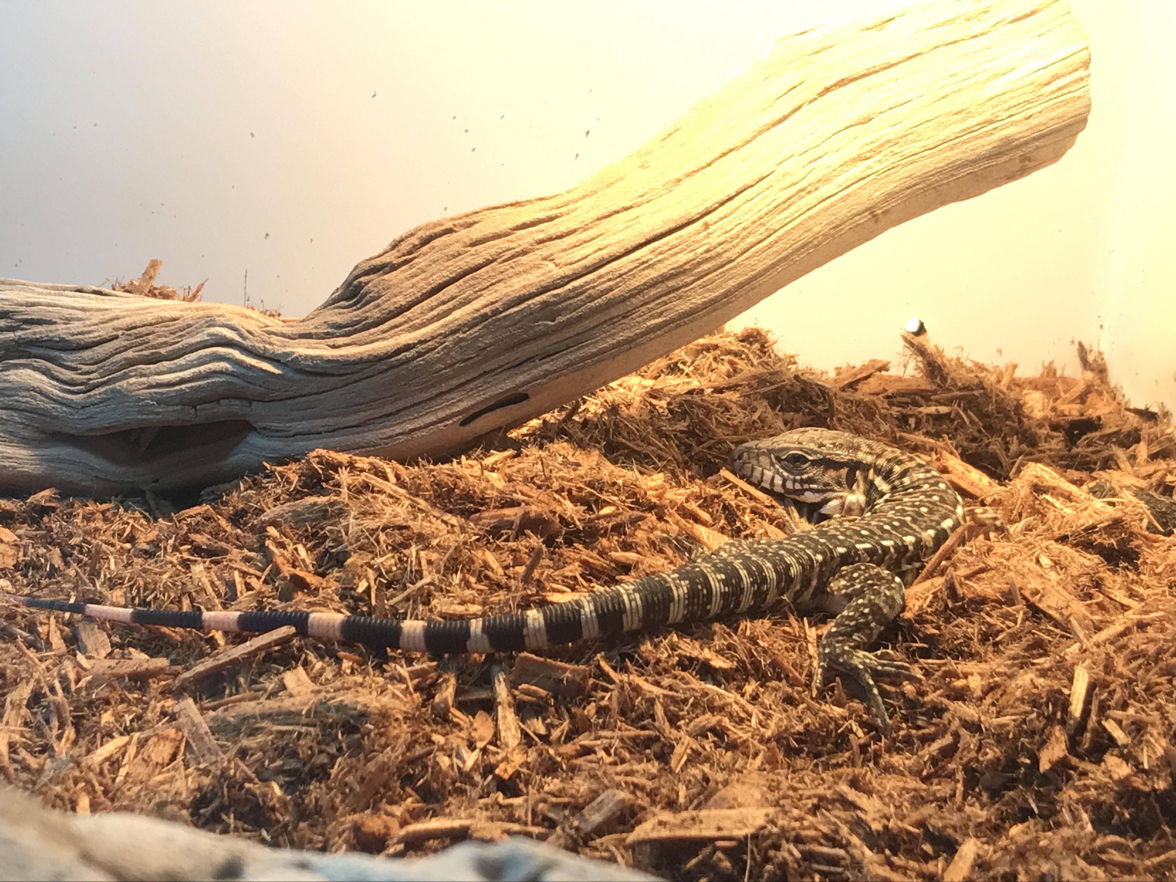 New Argentine Red Tegu joined our family this weekend! | Scrolller