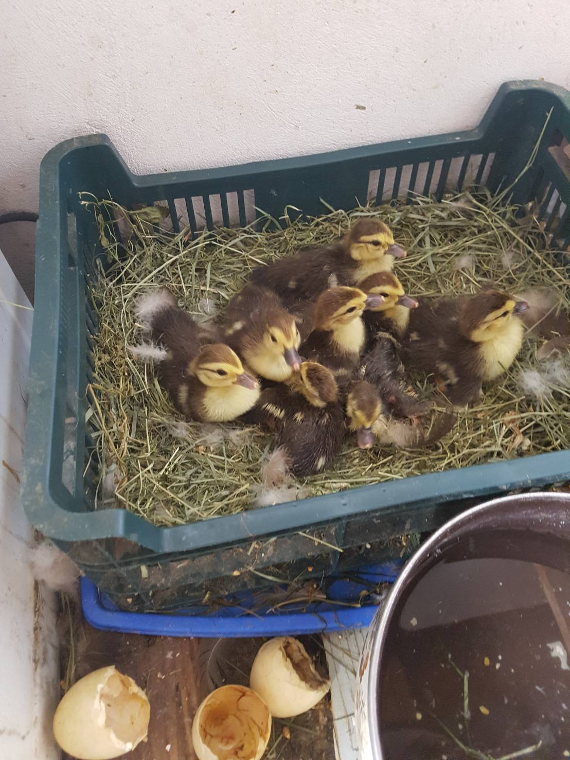 New babies | Scrolller