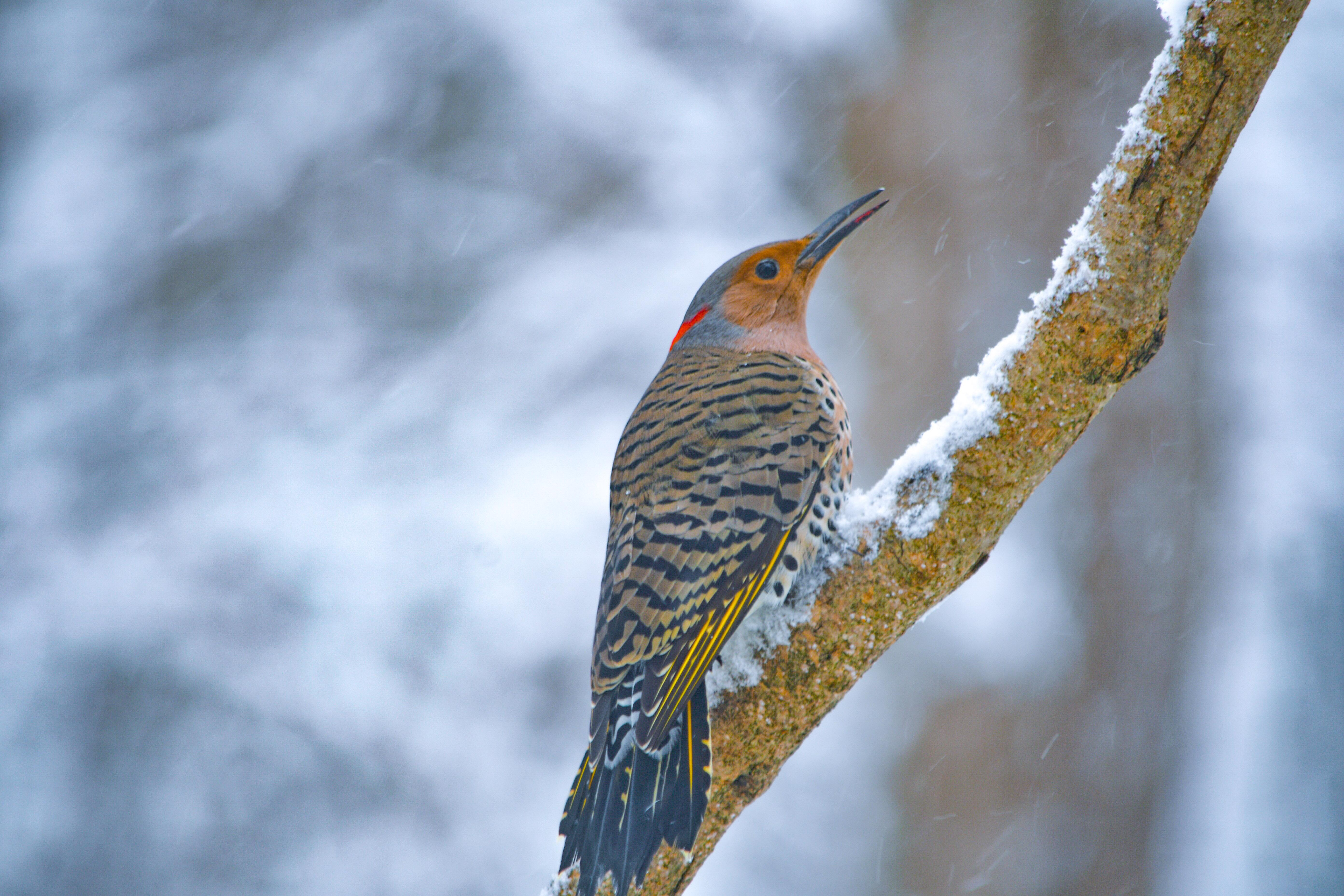 New bird in the yard today! Northern Flicker | Scrolller
